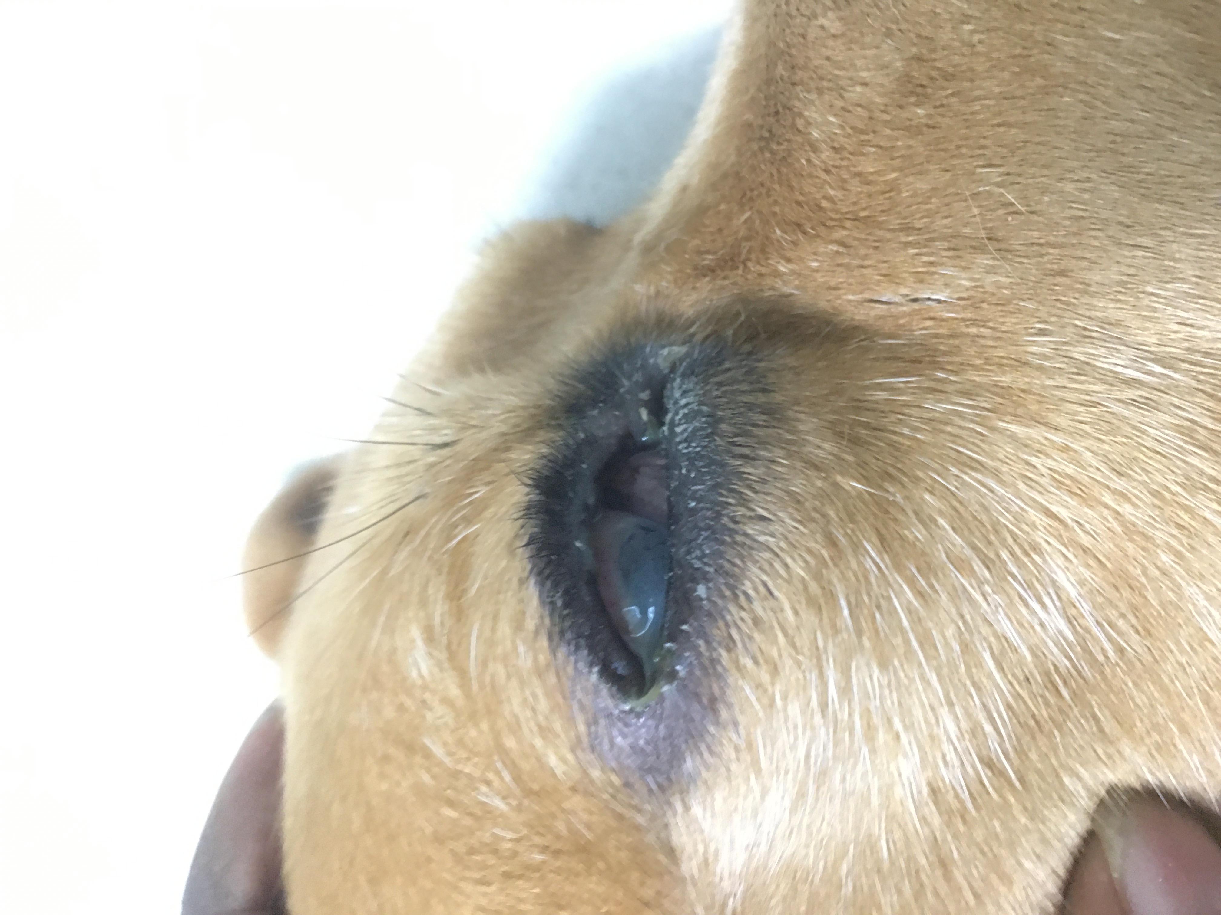 What Causes Dog Eye Discharge & Tearing? When to See a Vet | Petco