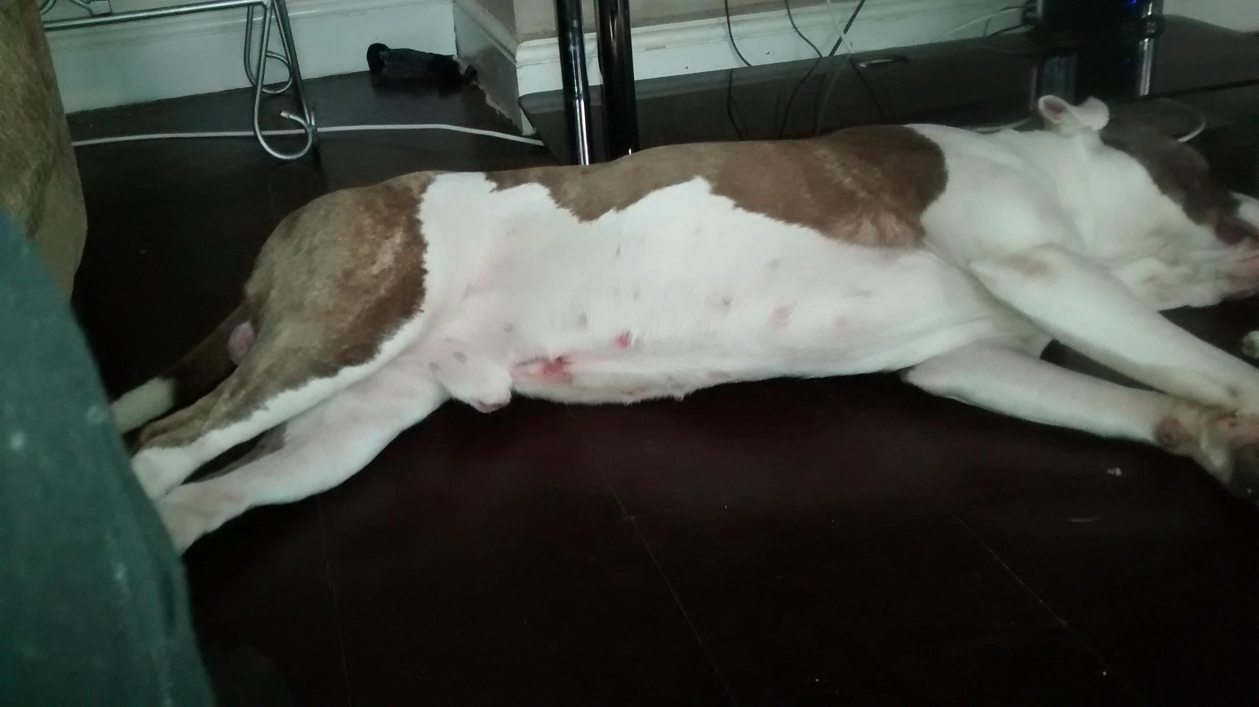 Dog scratching belly, red sores, licking, losing hair? Get help | Petco