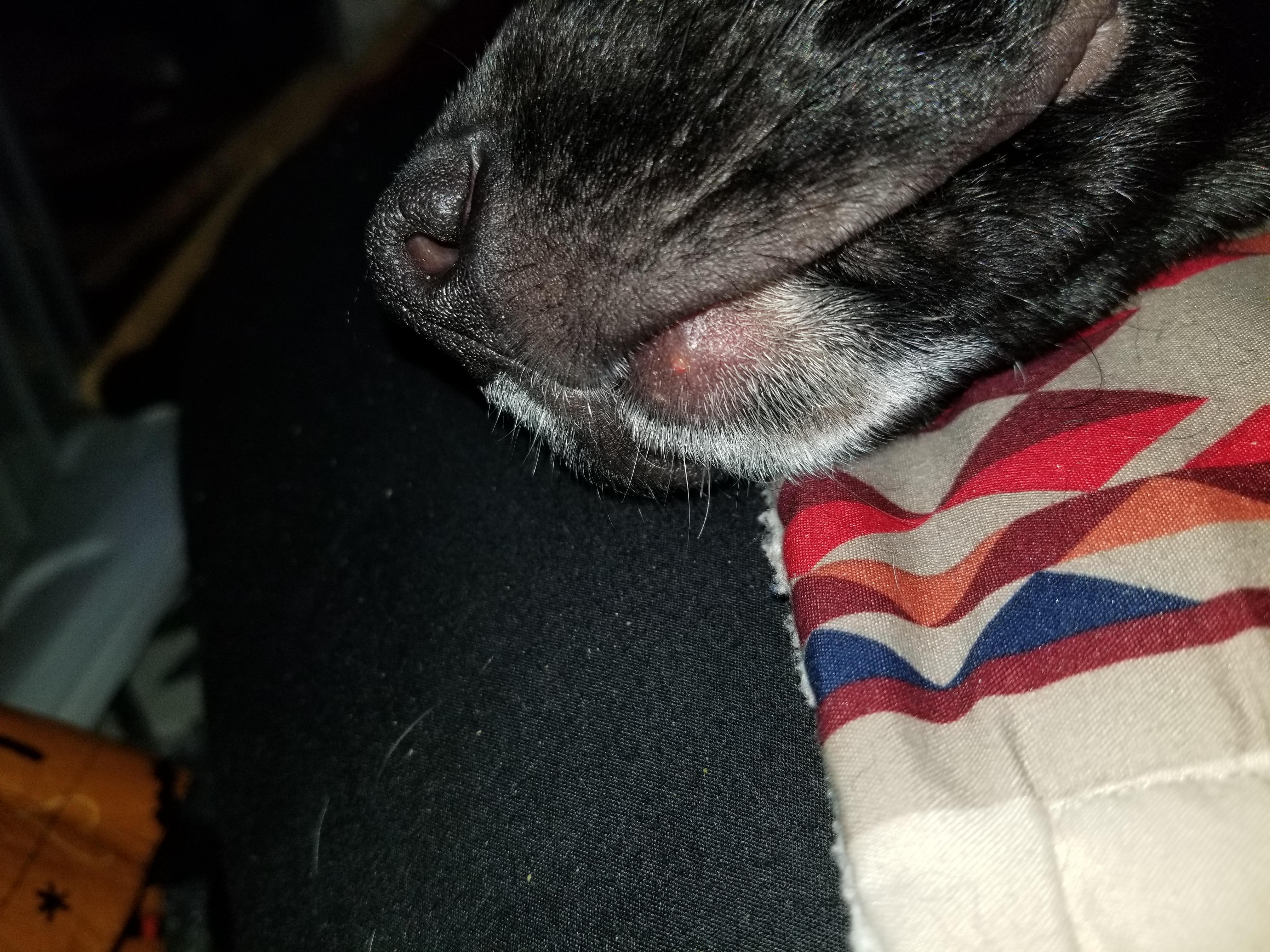 My puppy has a popped zit on her lip. Is home treatment safe? | Petco
