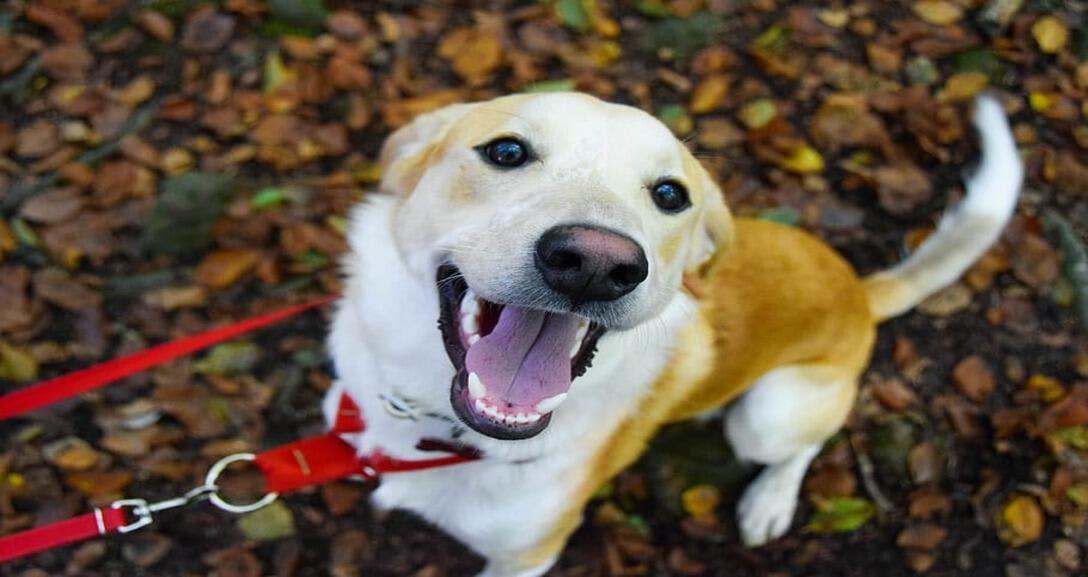 Why Does My Neutered Dog Look Like He Has Testicles Again? | Petco
