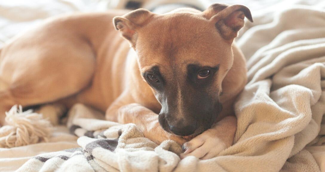 Dog Nibbles On Blanket