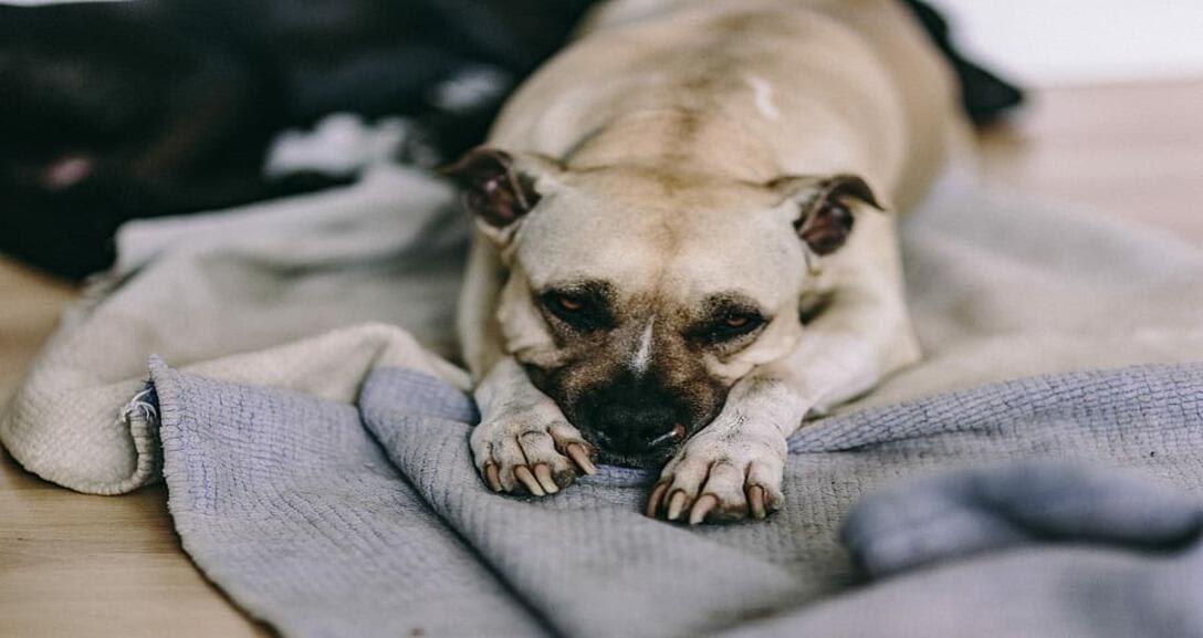My Dog Has a Raw Red Spot Under Testicles: What Is It? | Petco