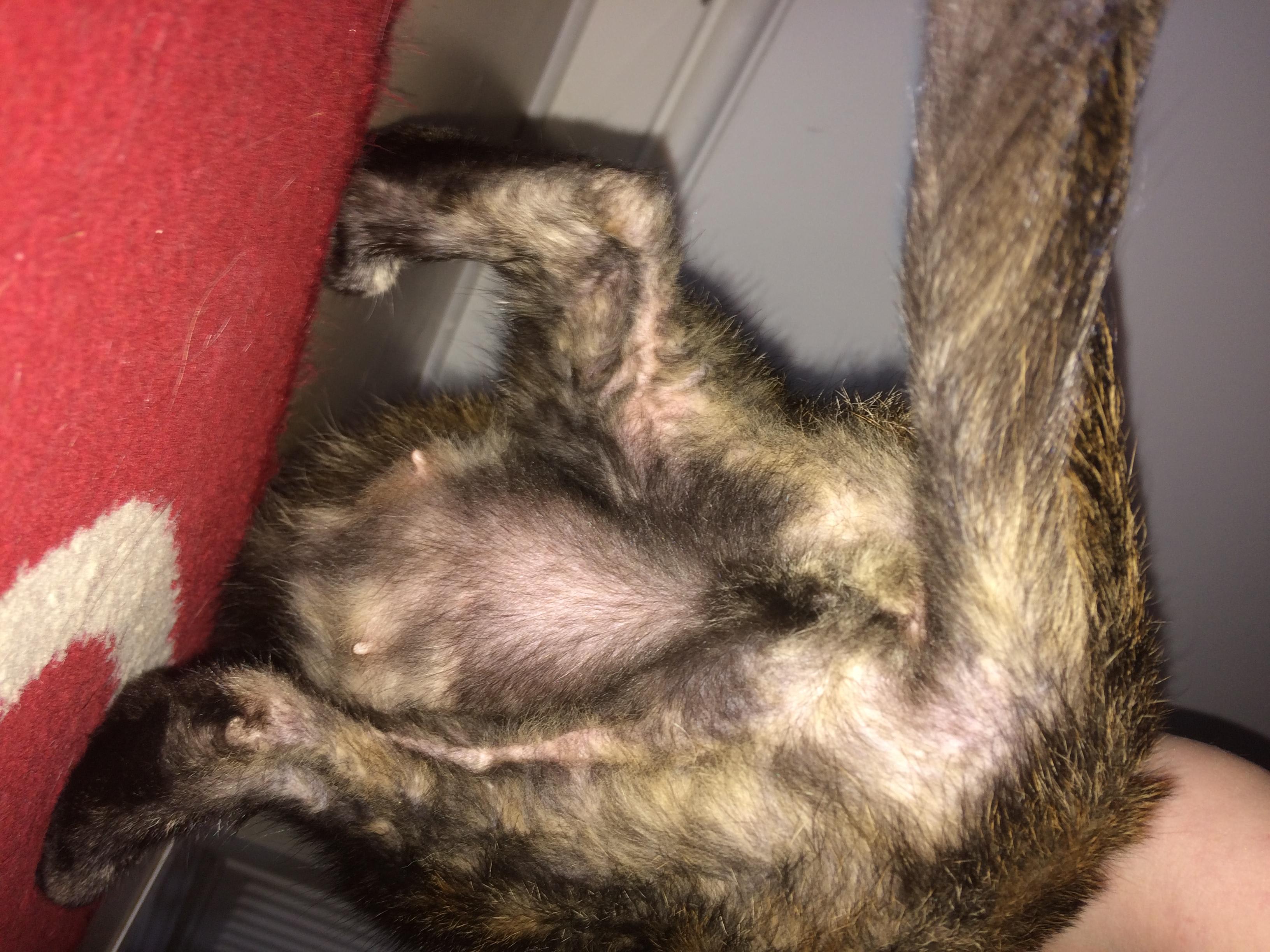 Why is my cat losing fur on her belly and legs, despite flea meds? | Petco