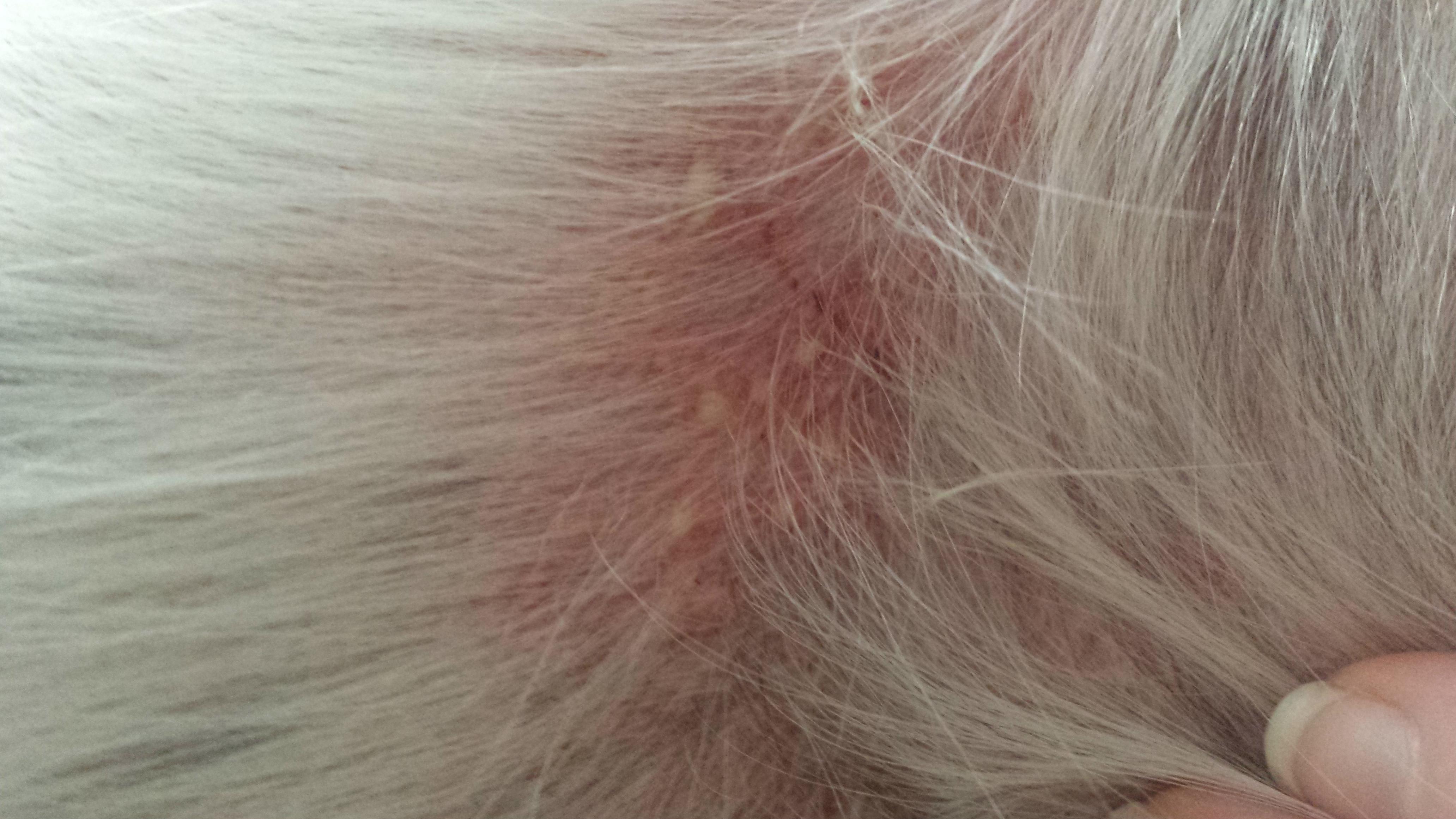 My dog has yellow spots, hair loss, red skin on leg? Get help | Petco
