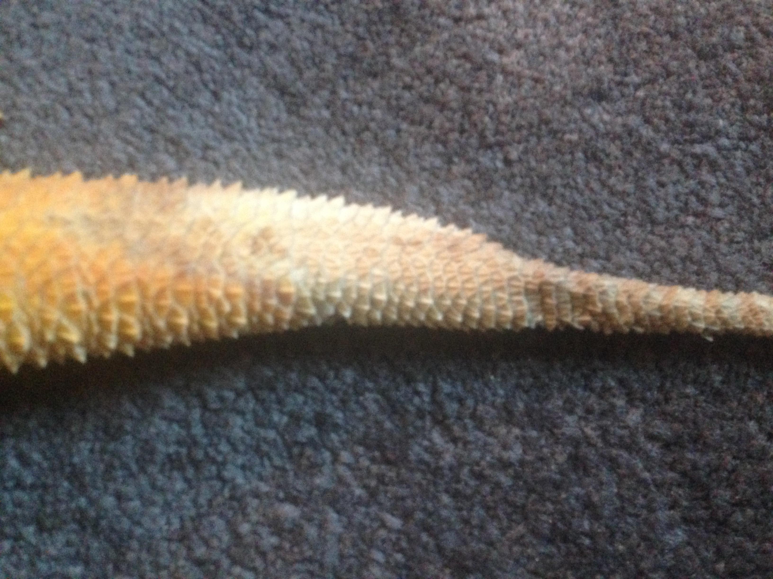 My bearded dragon's tail rot is spreading. What should I do? | Petco
