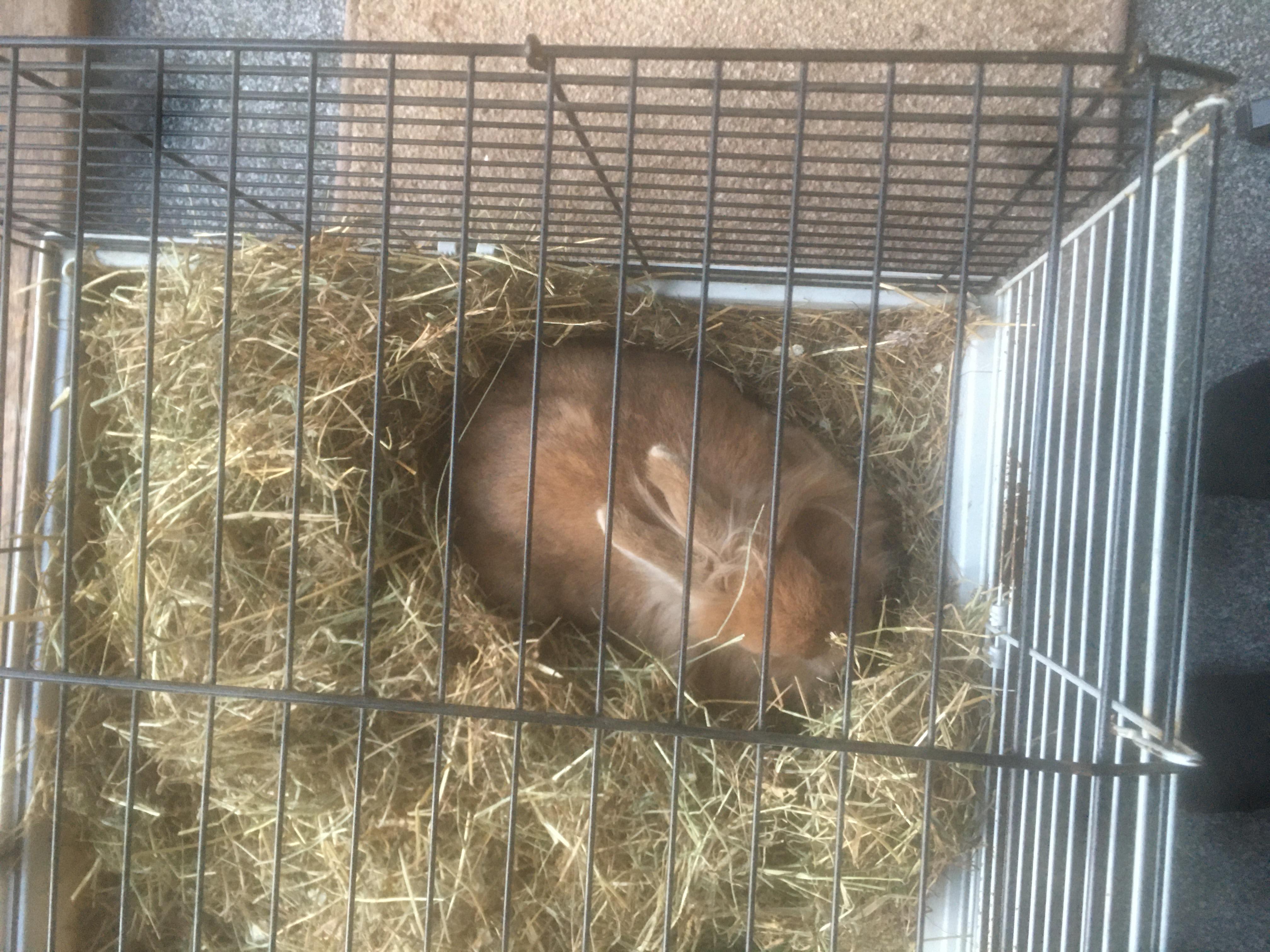 Rabbit Eating Less, Small Stools, Nesting: Is She Sick? | Petco