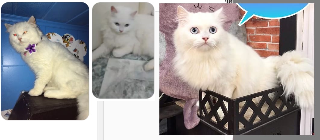 Is there a cat breed always deaf, like the Turkish Angora? Find out | Petco