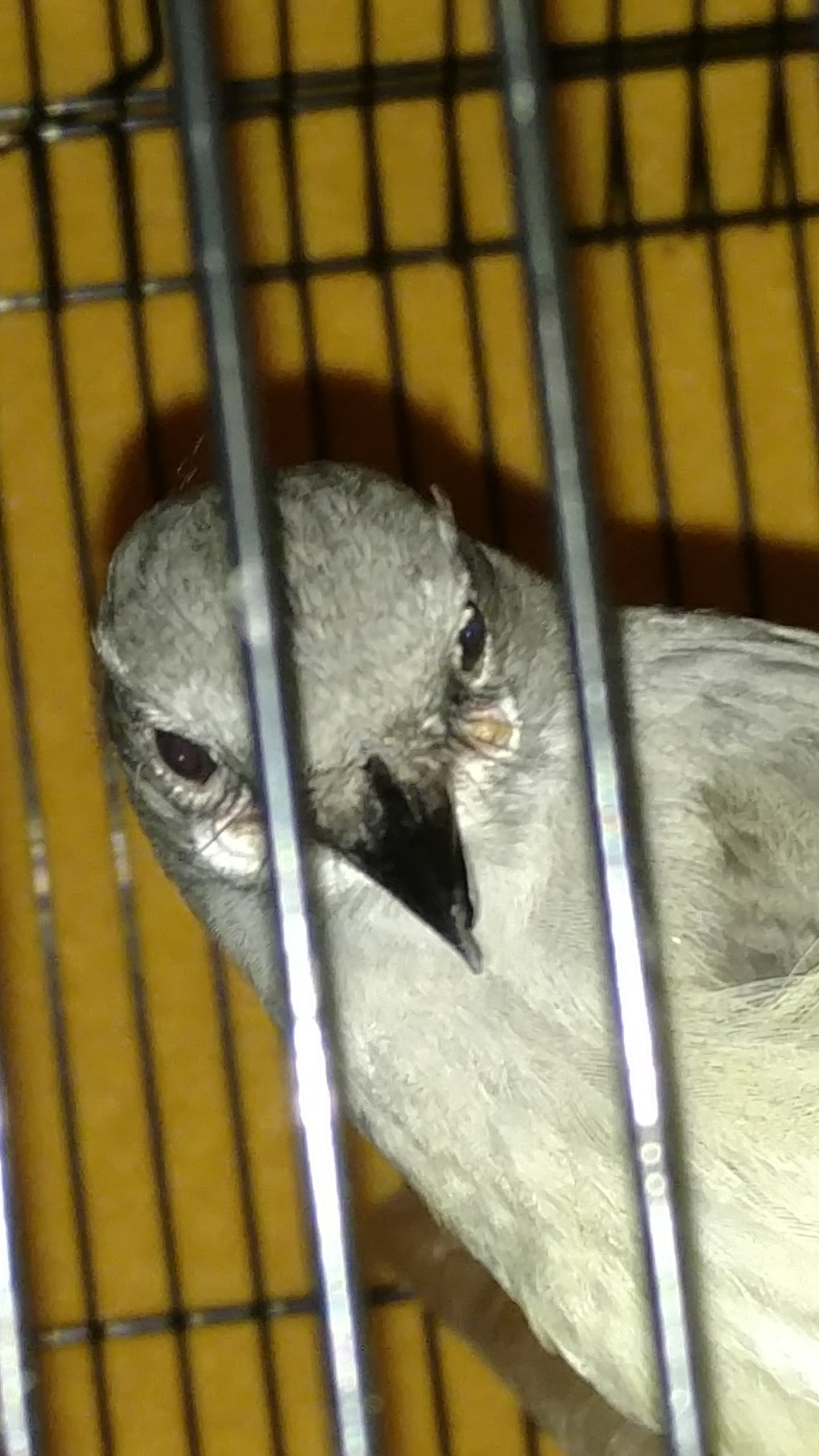 Why does my bird have eye bumps & a swollen red bottom? | Petco