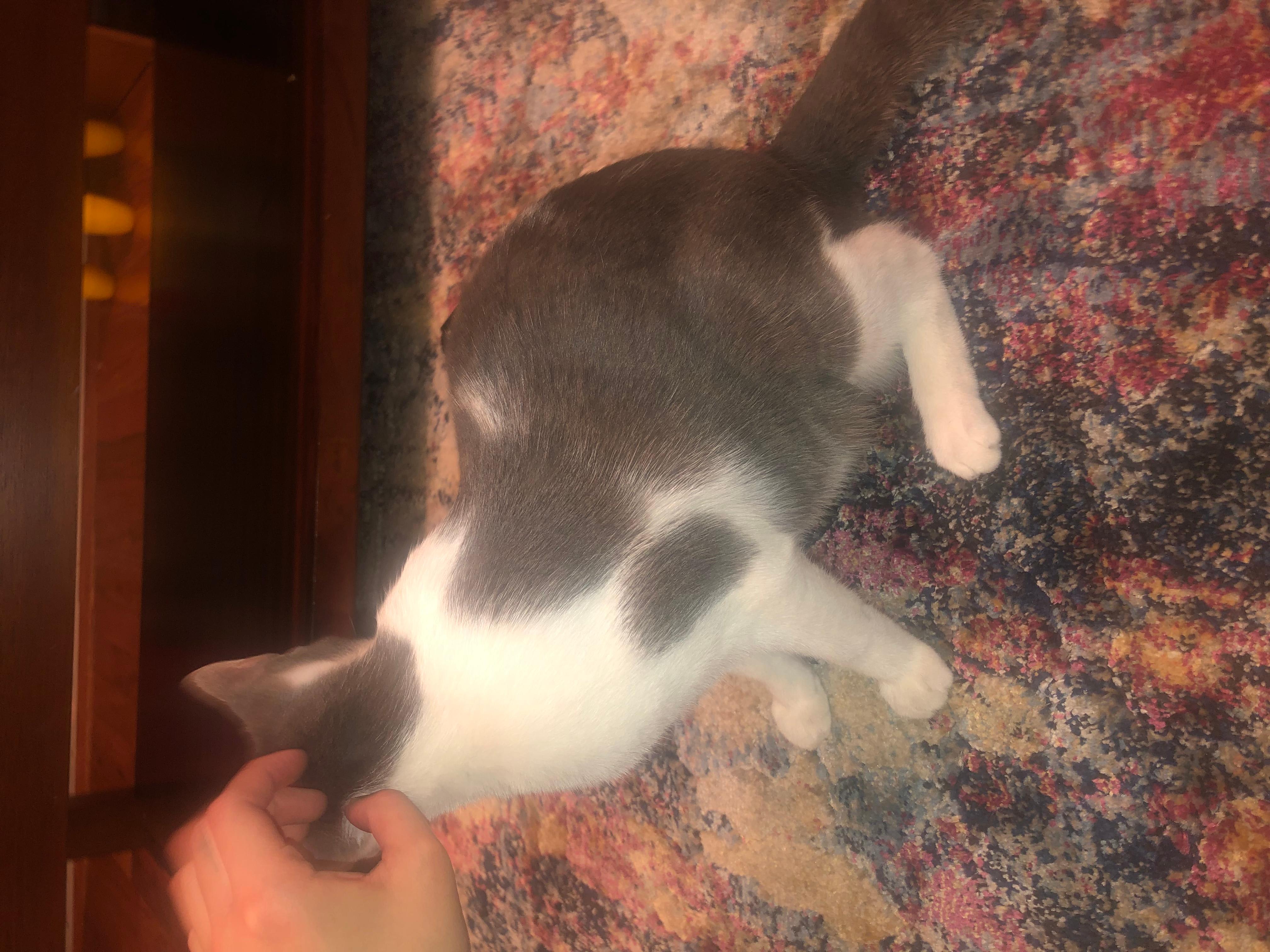 Why are my cat's nipples swollen & hard after milk dried up? | Petco