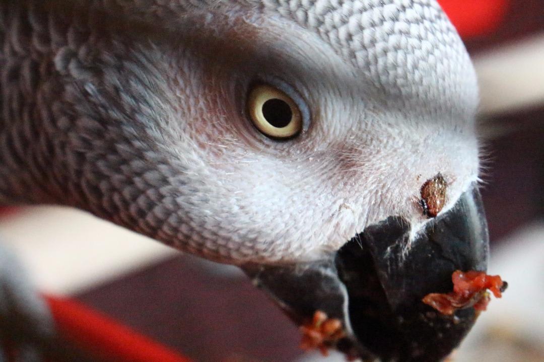 How to Treat Your Parrot's Nasal Issues Without a Vet Nearby? | Petco