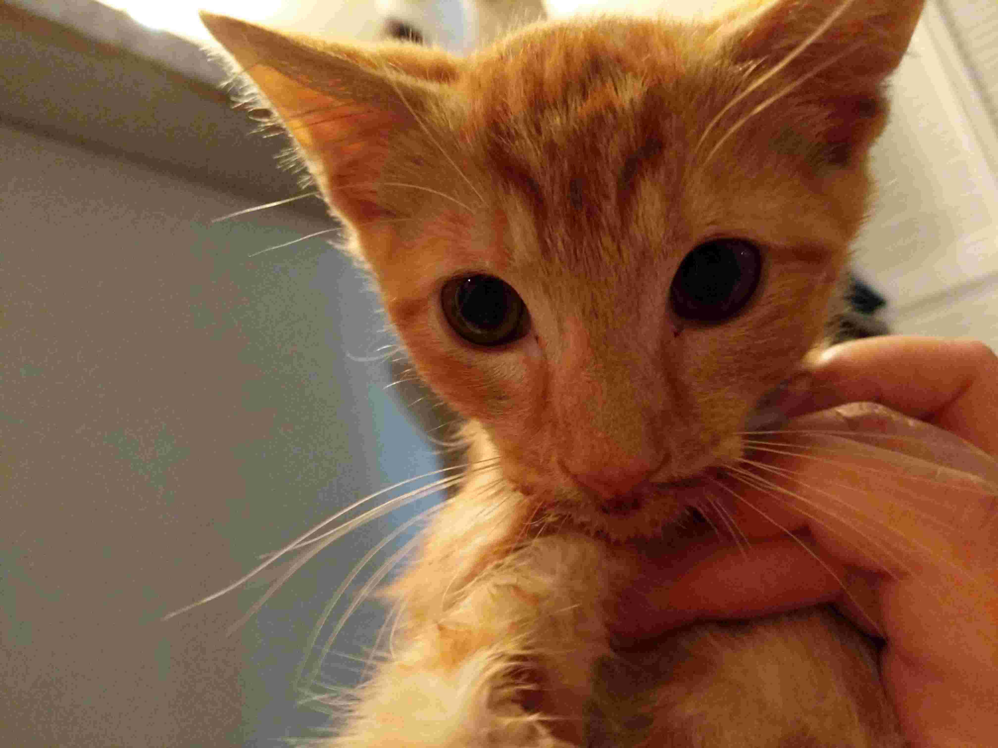 What to Put on Your Cat's Lip Wound to Help It Heal Faster? | Petco