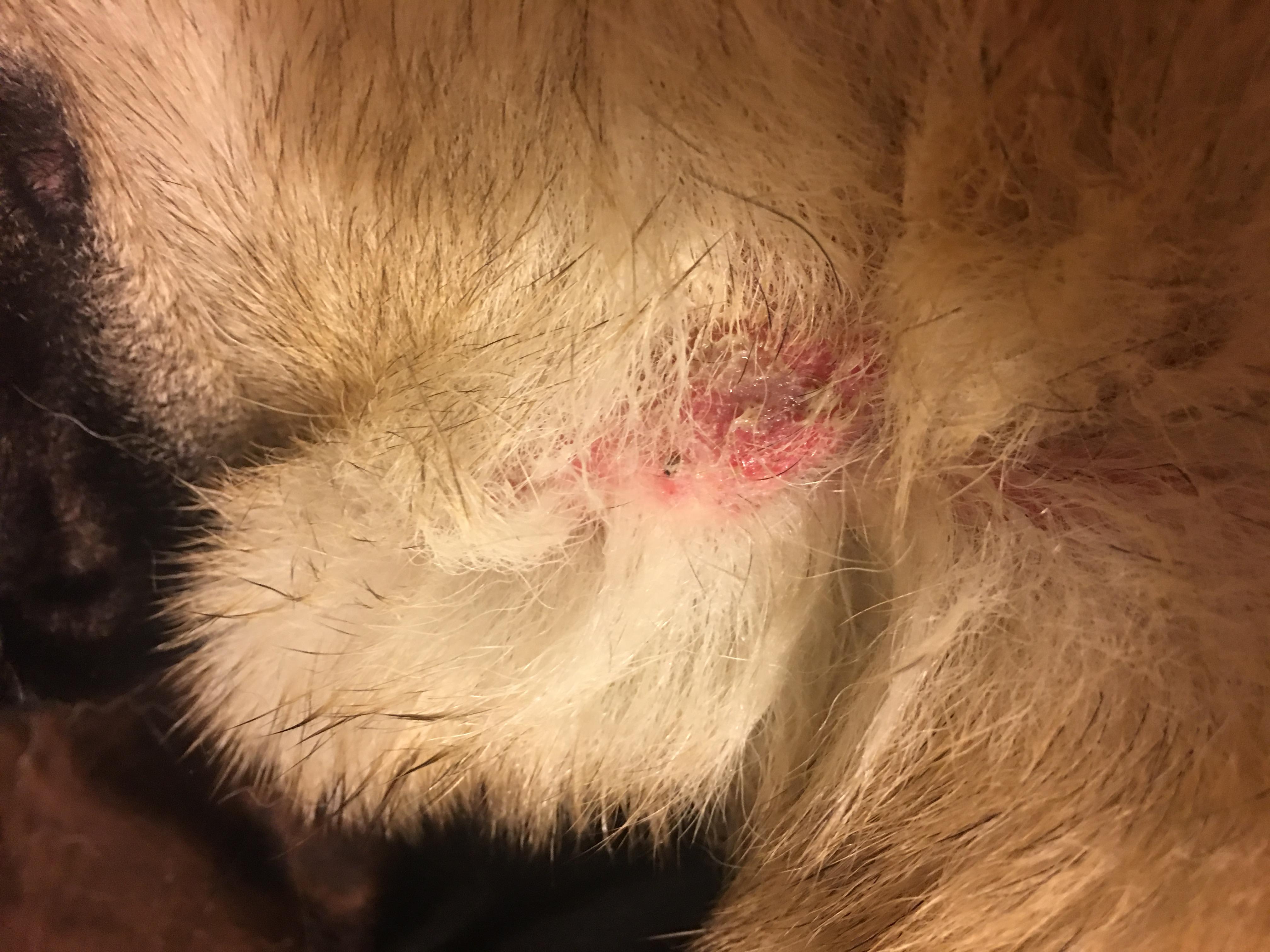 What could this be? This is my 2 year old German Shepard. He’s got ...