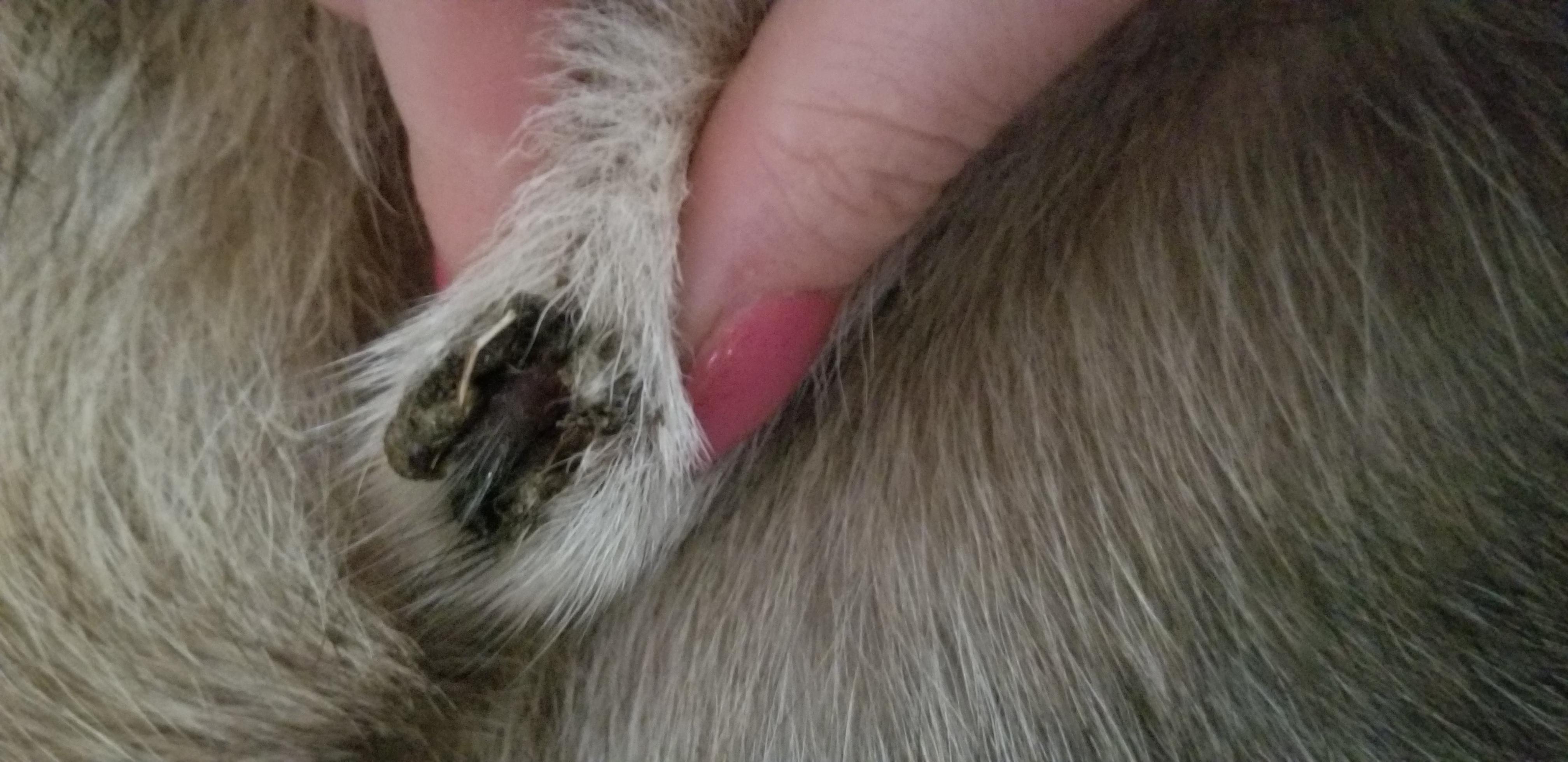Dry, Crusty Smegma on Your Male Dog's Penis? What to Do | Petco