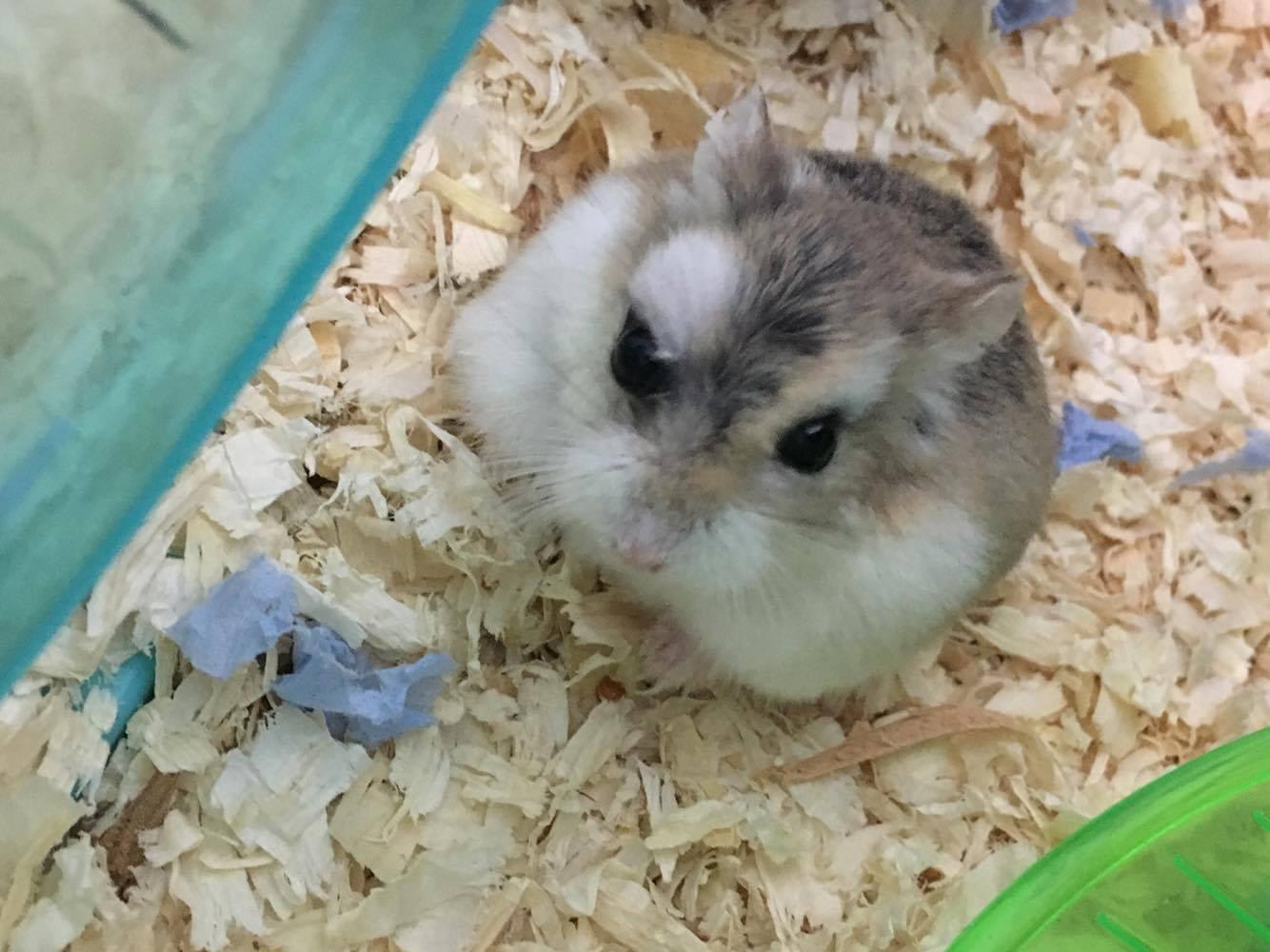 Dwarf Hamster Eye Swollen & Bulging After Fight? What To Do? | Petco