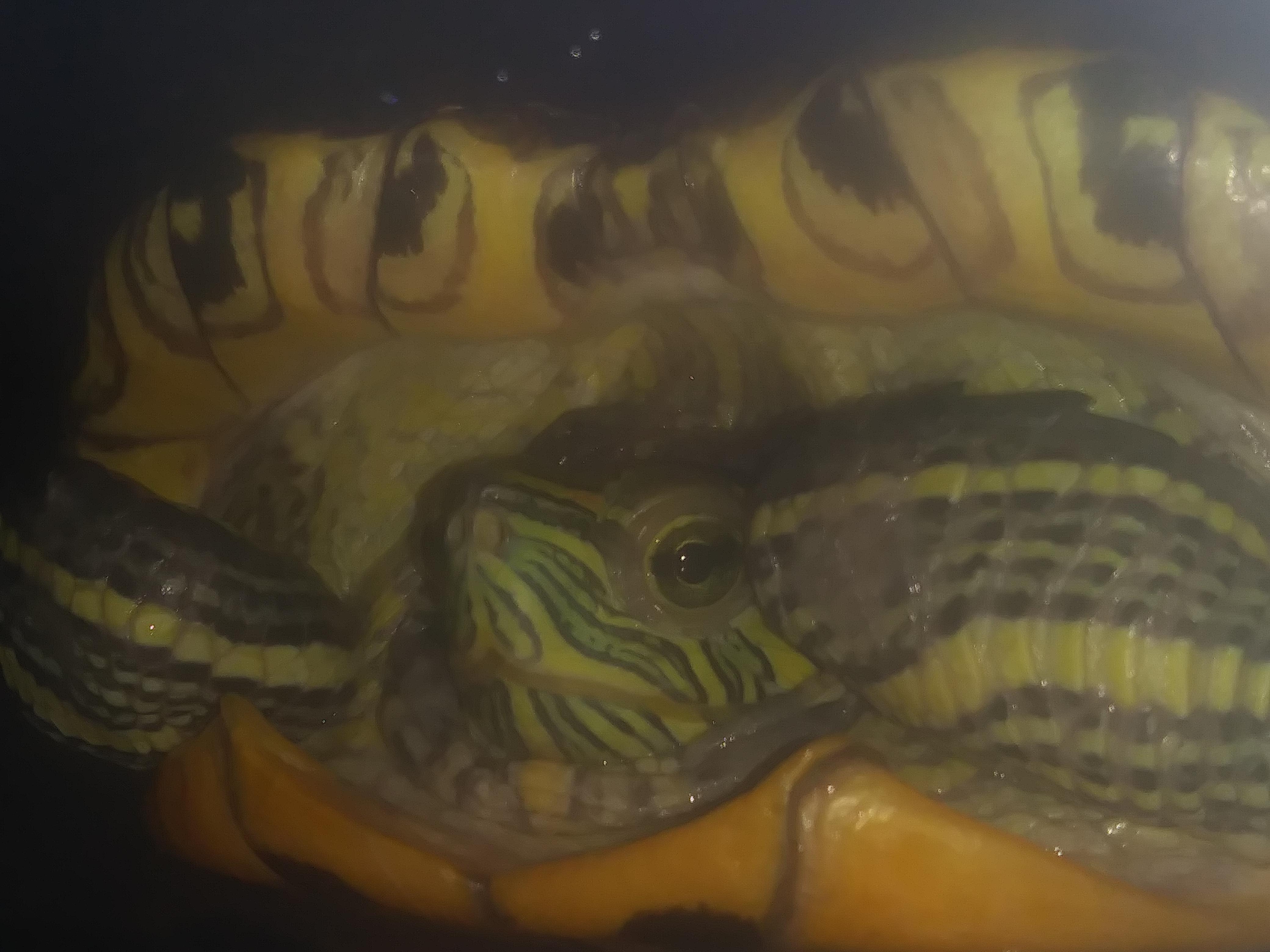 Red Ear Slider Shell Rot on Plastron? Learn How to Treat It | Petco