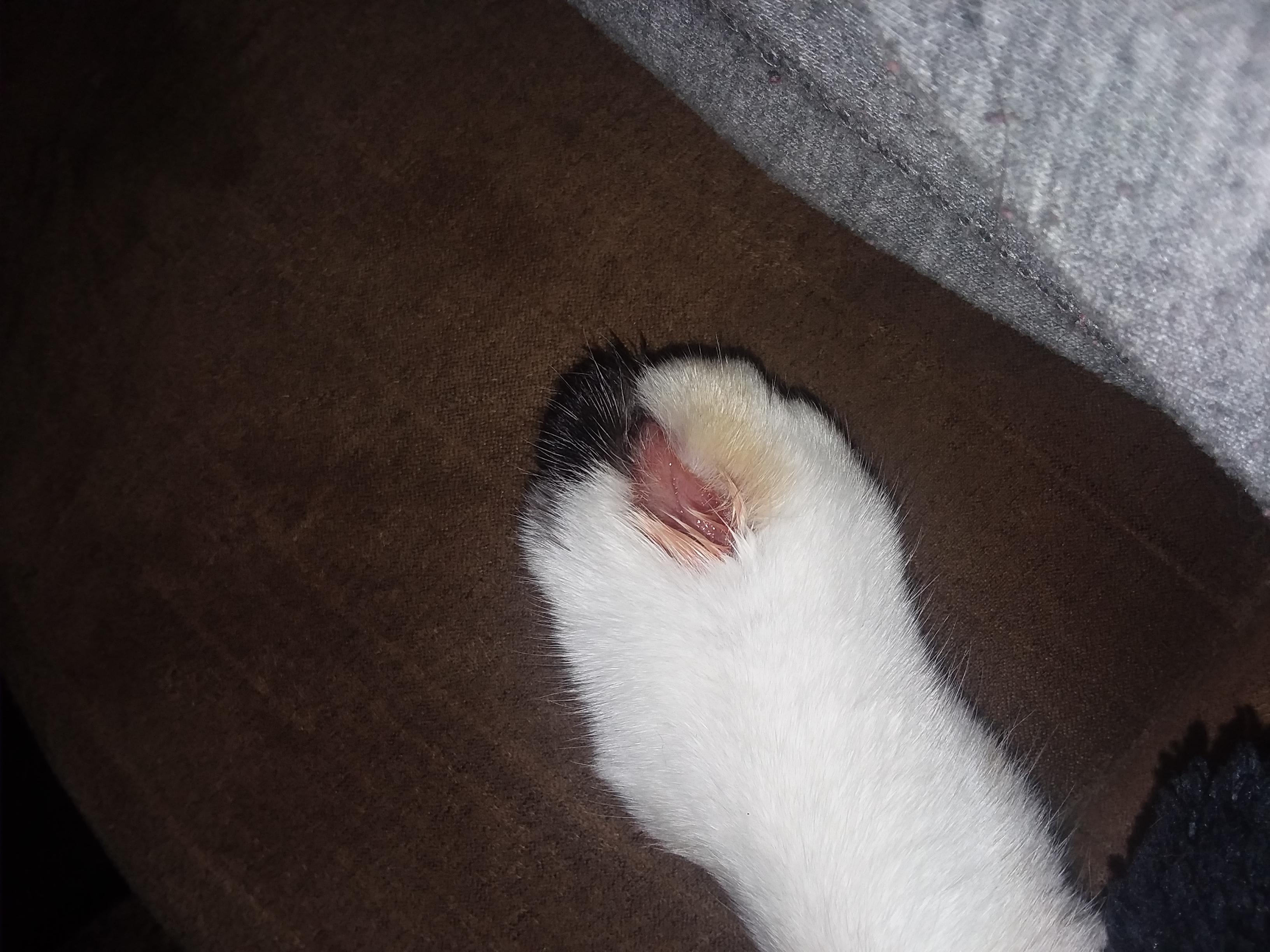 Cat's paw is swollen and painful, but eating. What to do? | Petco