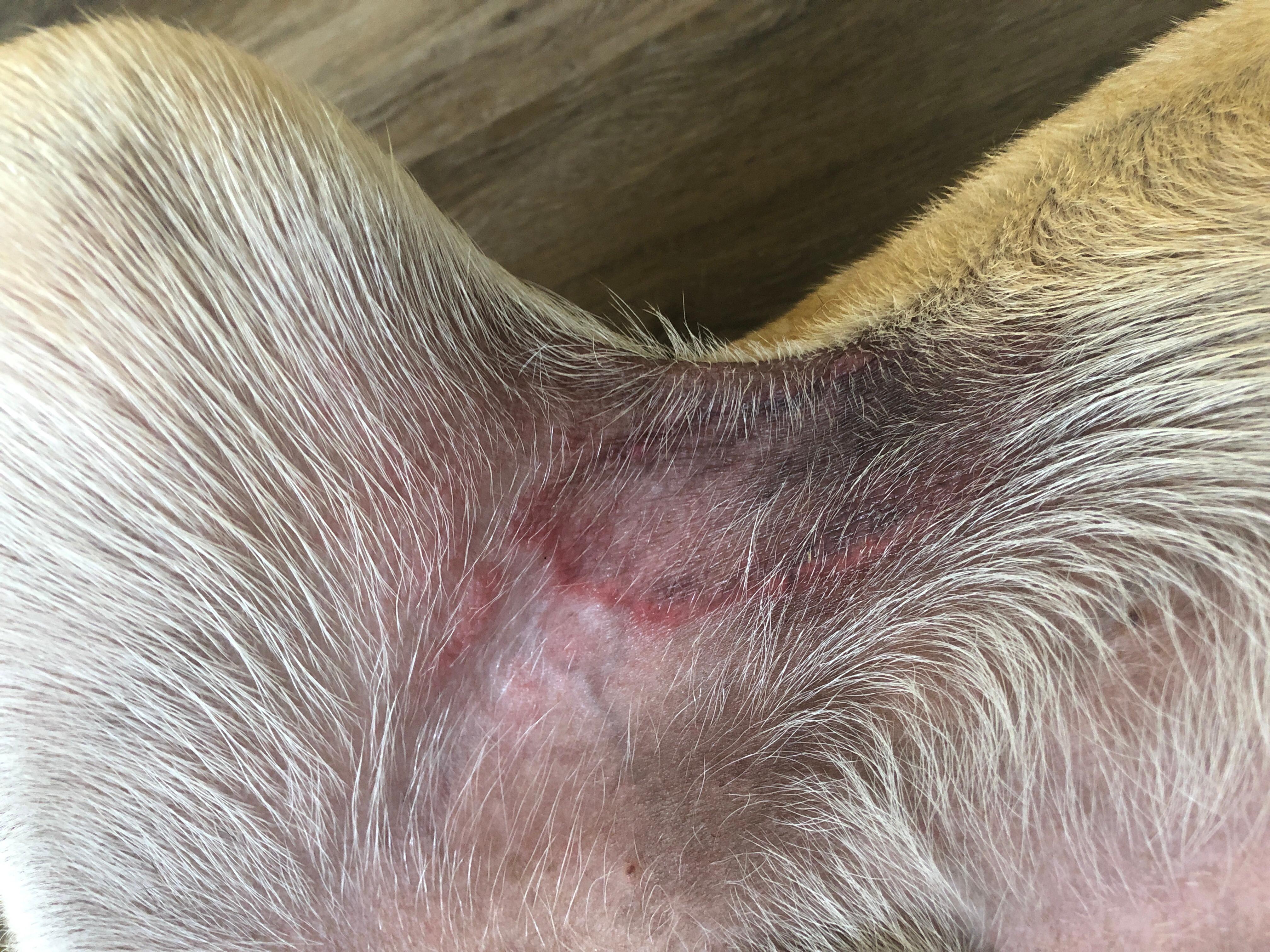 My Dog Has a Rash on Inner Thighs: What Is It & How to Treat? | Petco