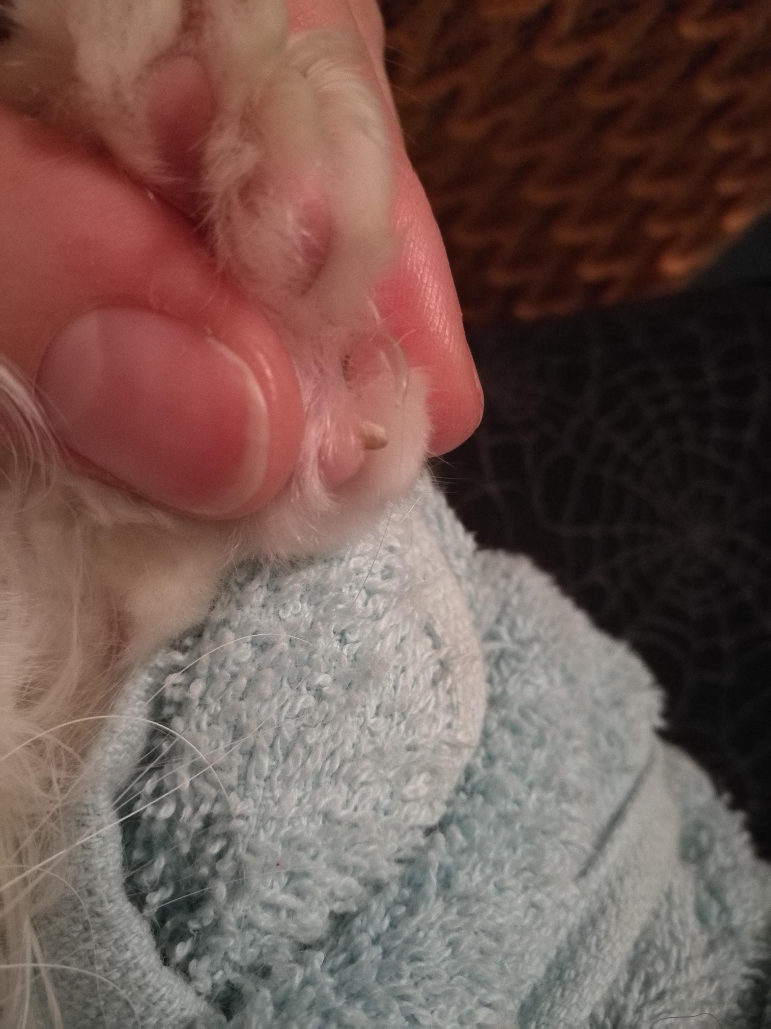 My Cat Chews Paw: Is That Painful Toe Growth Serious? | Petco