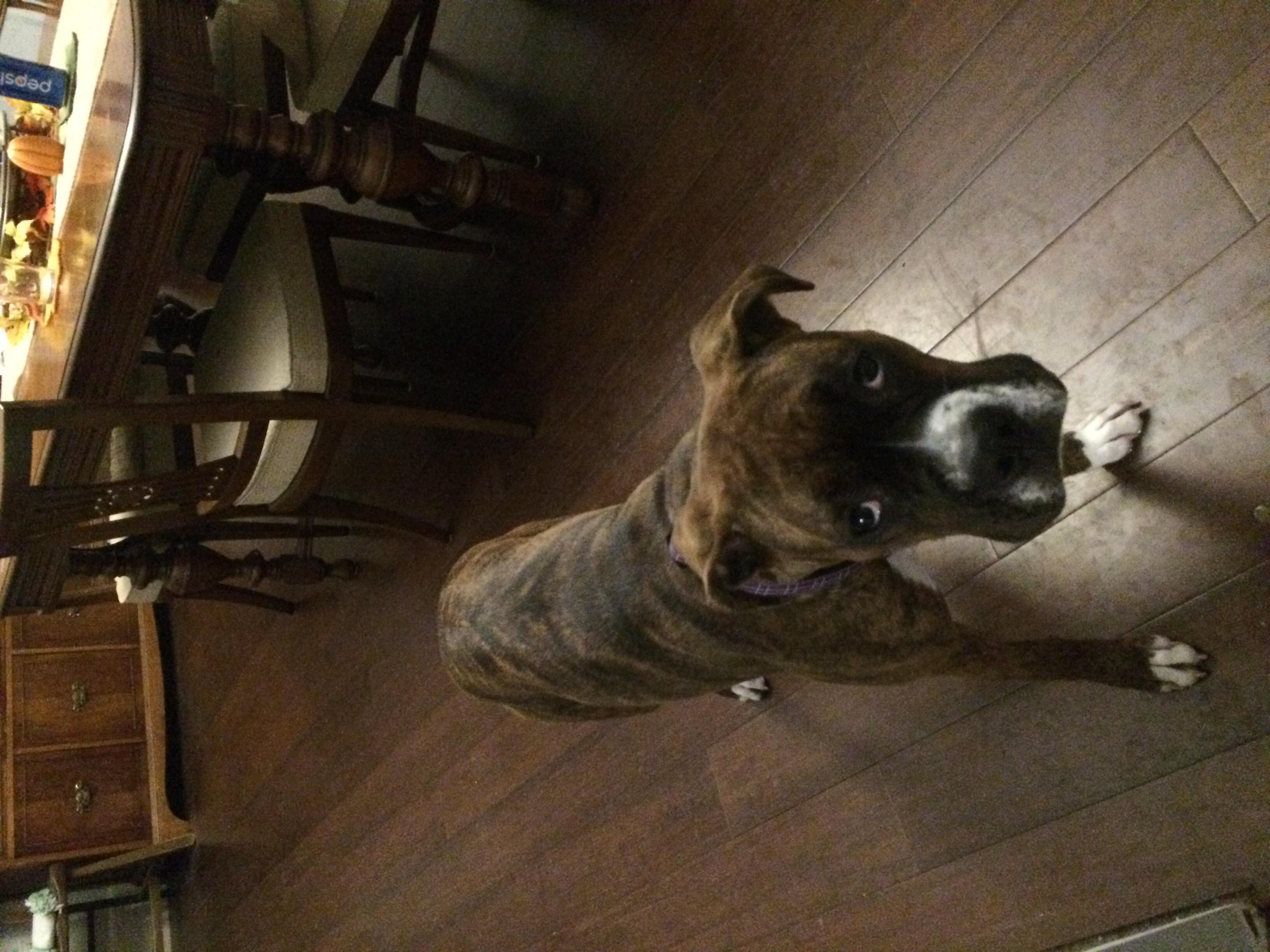My 7-month-old Boxer puppy is vomiting repeatedly. What to do? | Petco