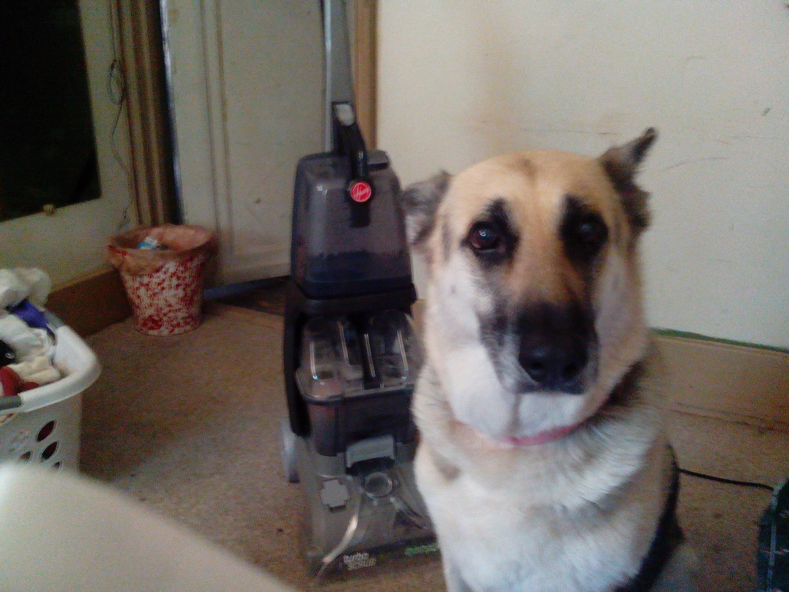 My 10-year-old German Shepherd has labored breathing at night | Petco
