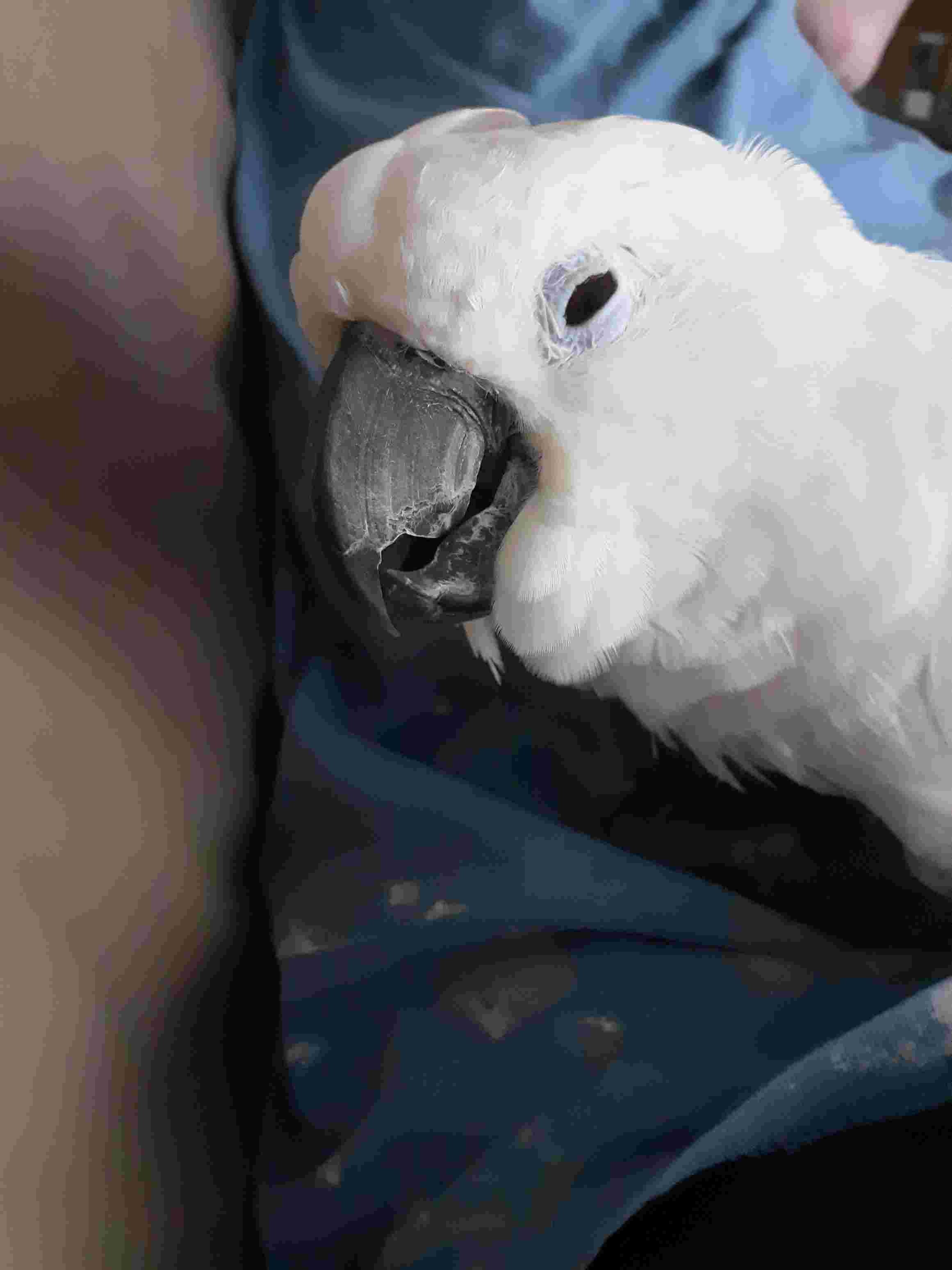 Is Your Cockatoo Wheezing & Struggling to Breathe? What to Do | Petco