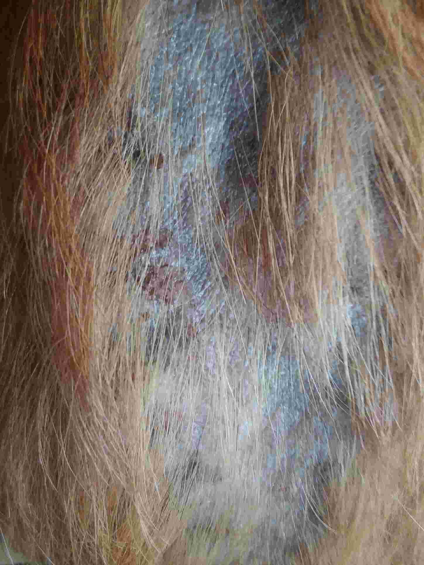 My dog keeps scratching her back raw and bleeding. What to do? | Petco