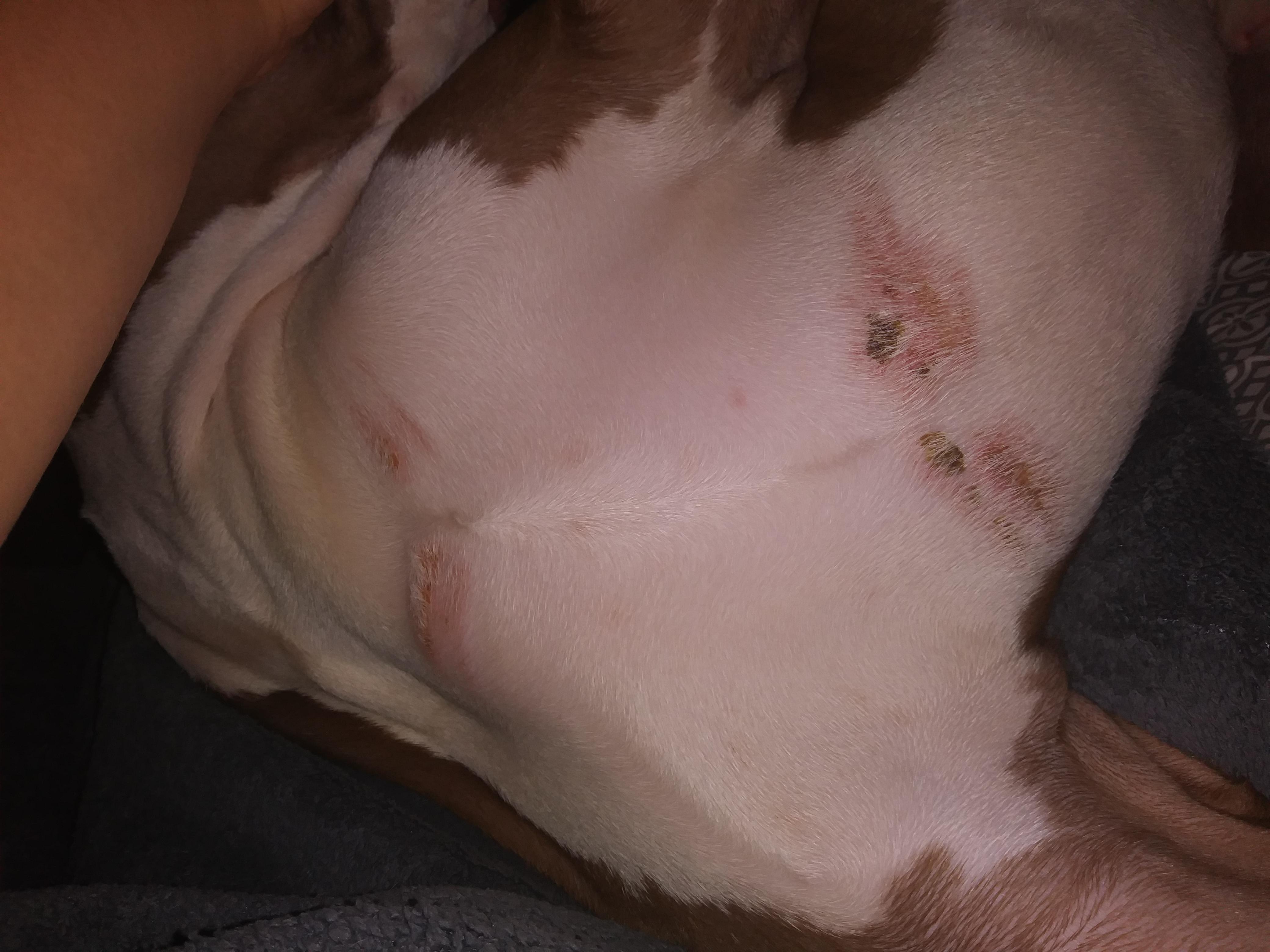 My Dog Has Crusty Scabs on His Chest: When to See a Vet | Petco