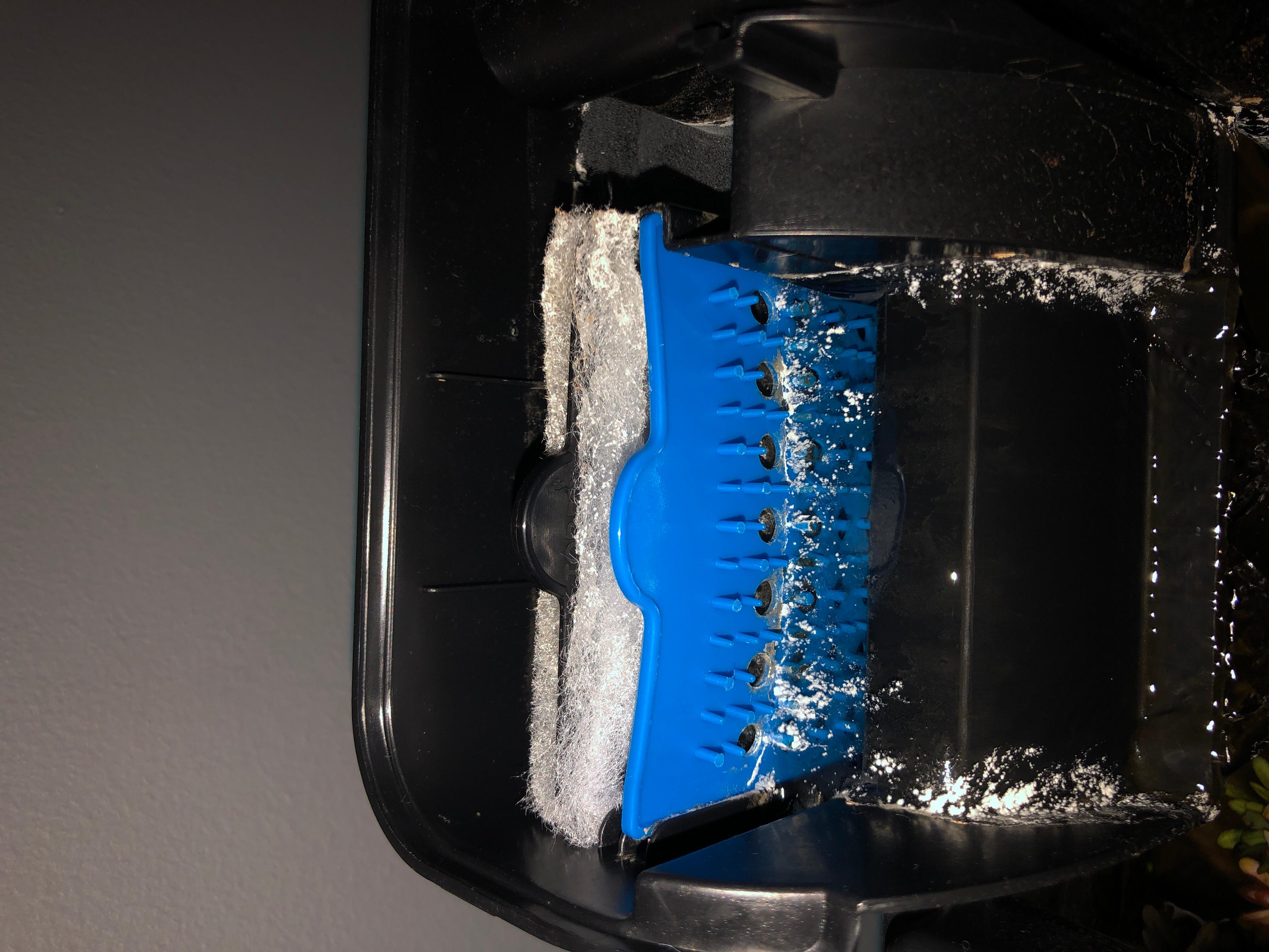 My Fish Filter Has White Specs: Mold or Mineral Deposits? | Petco