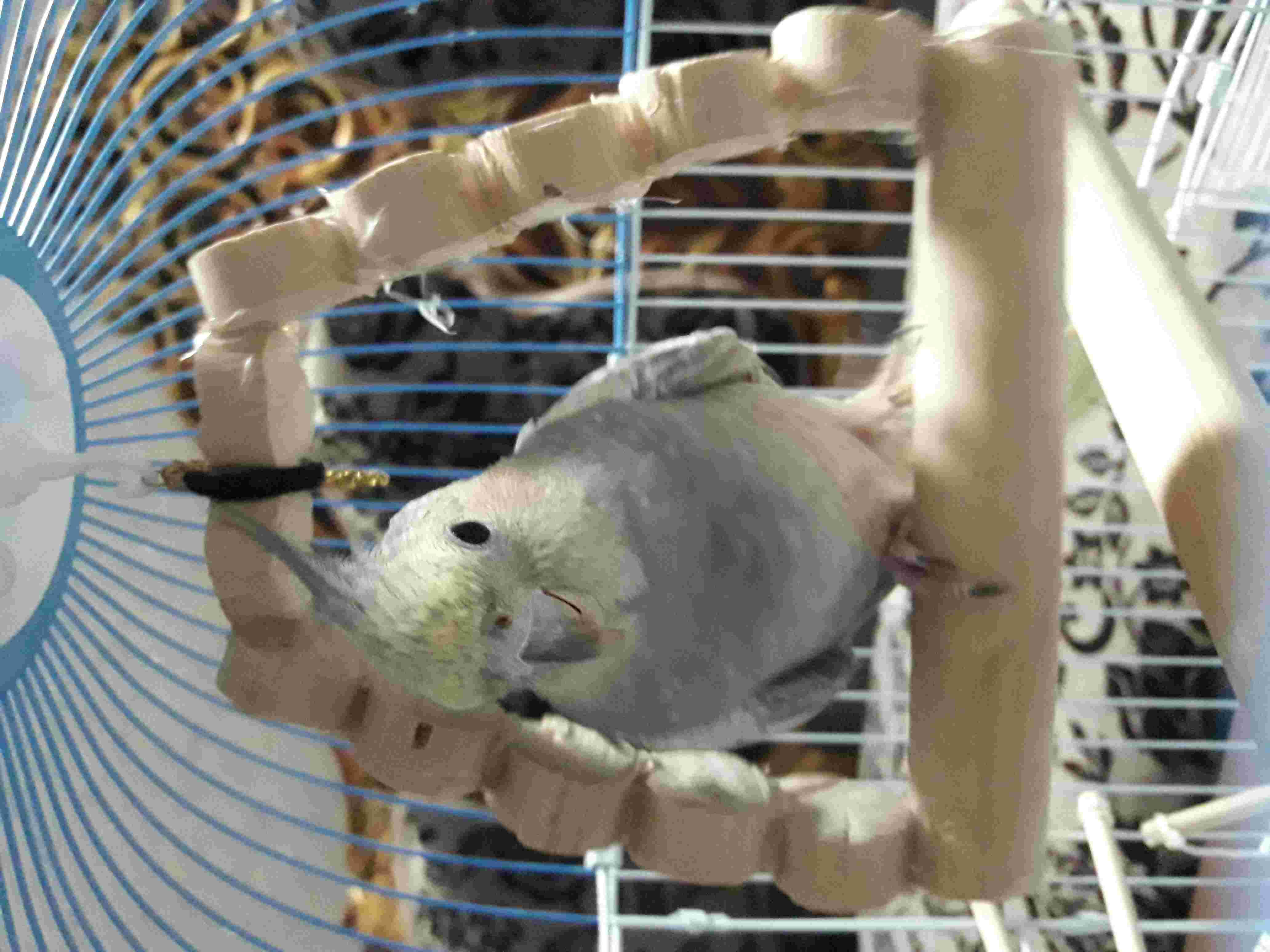 Cockatiel Biting & Hissing? Is Your Bird Stressed in a New Home? | Petco