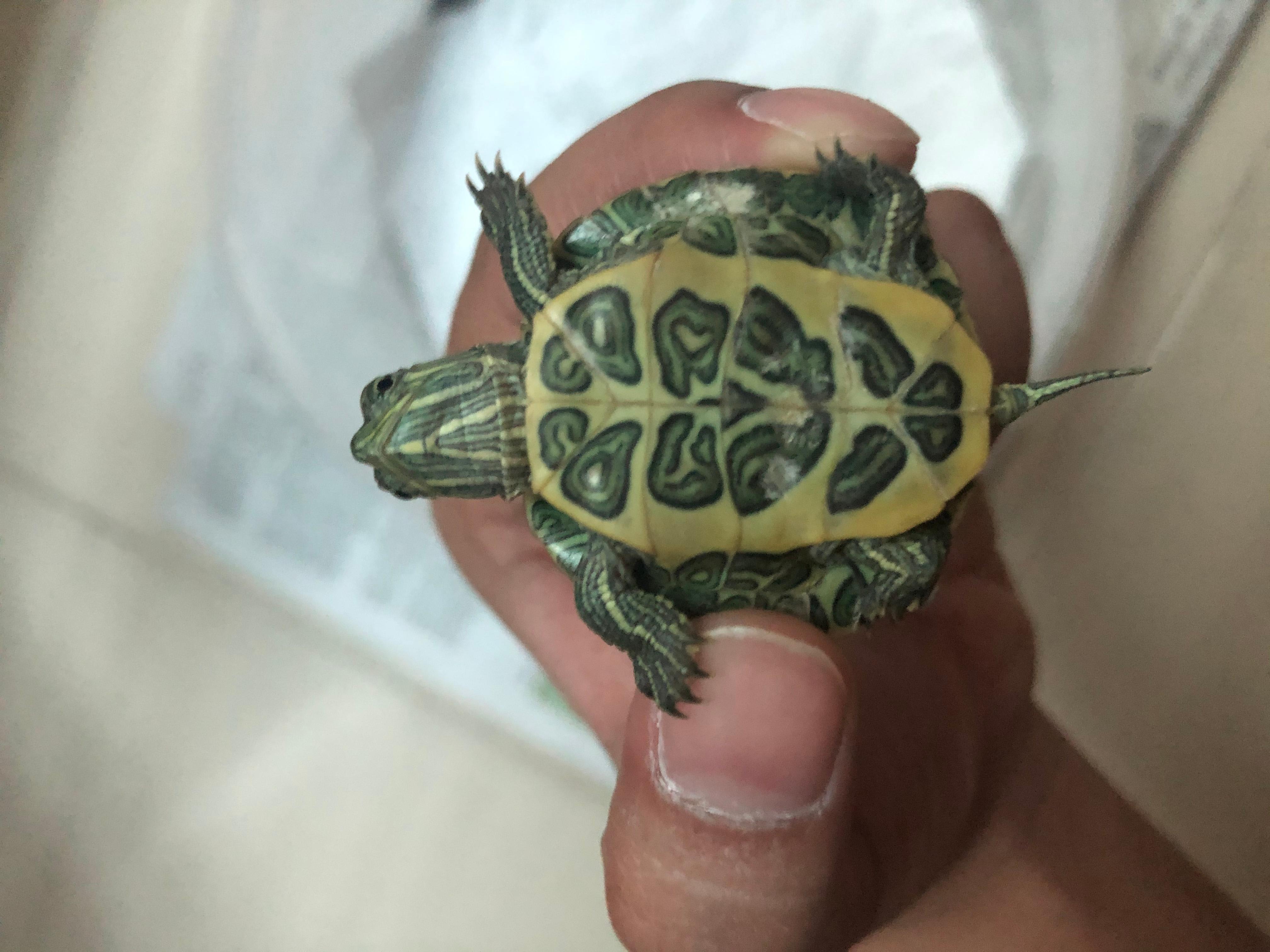 Why your red eared slider turtle has white spots on its shell? | Petco
