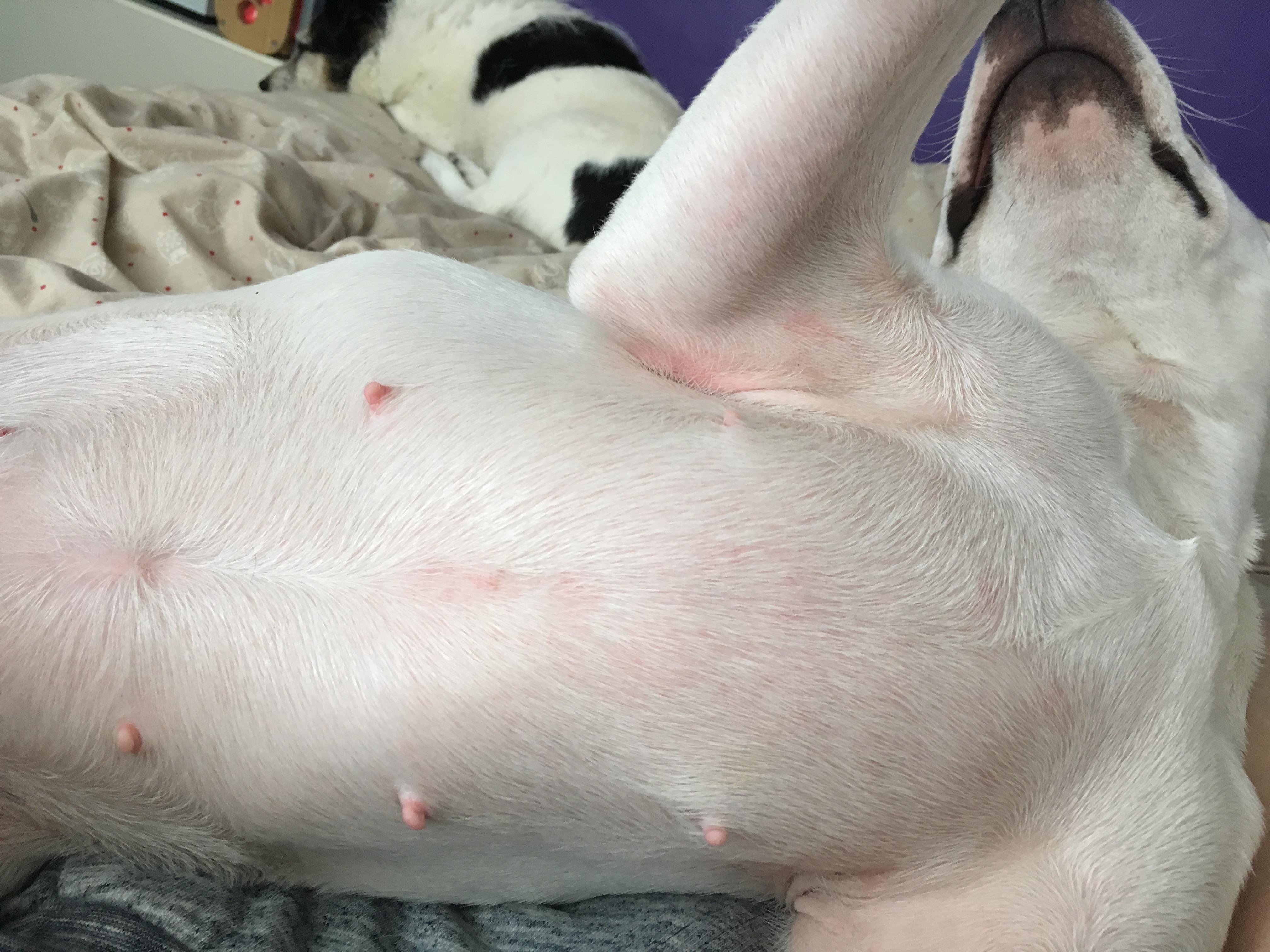 Looking for some advice my 10 month old Staffie cross came out with a ...