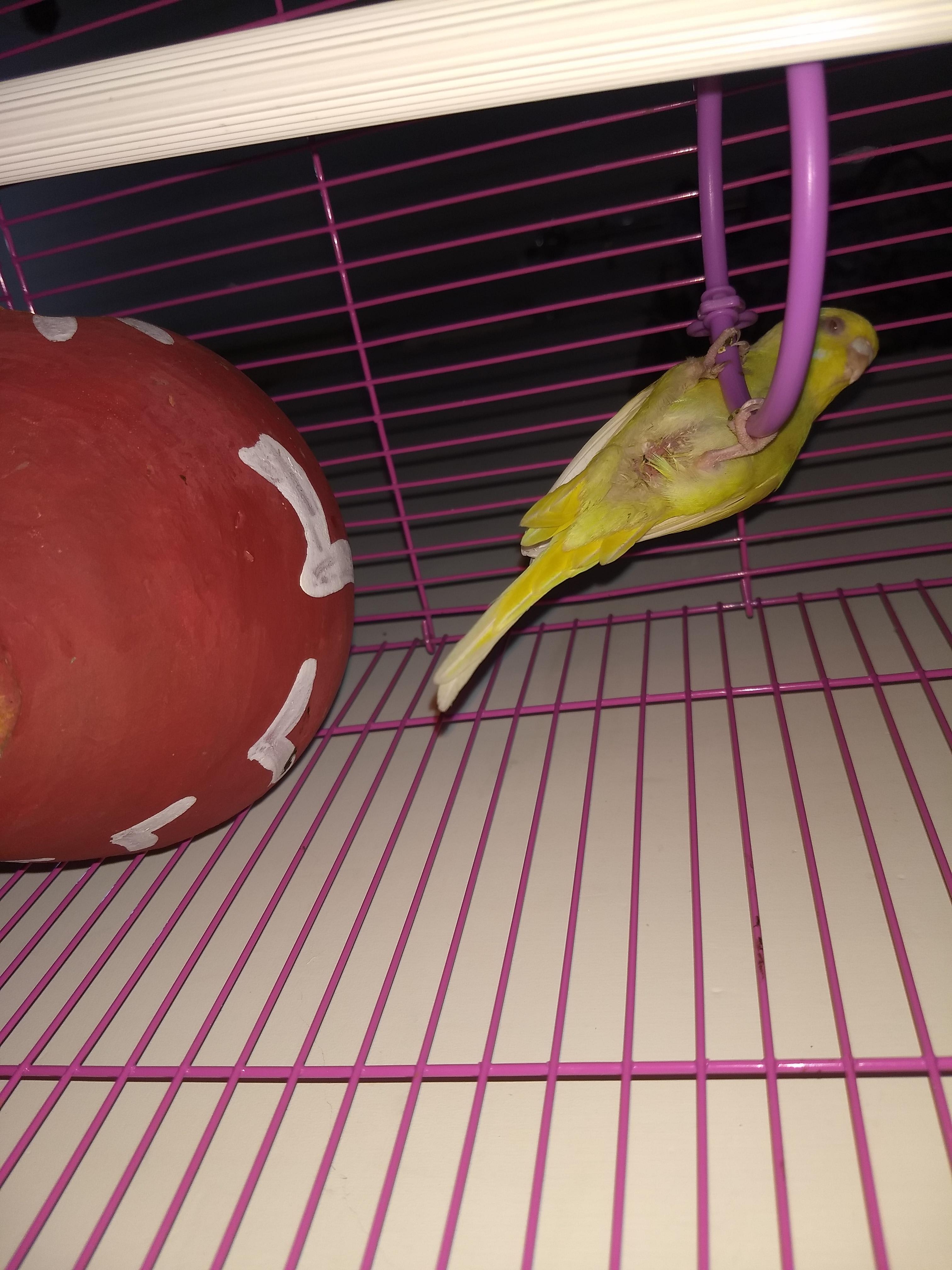 Why is my budgie's poop sticky and vent pink with no feathers? | Petco