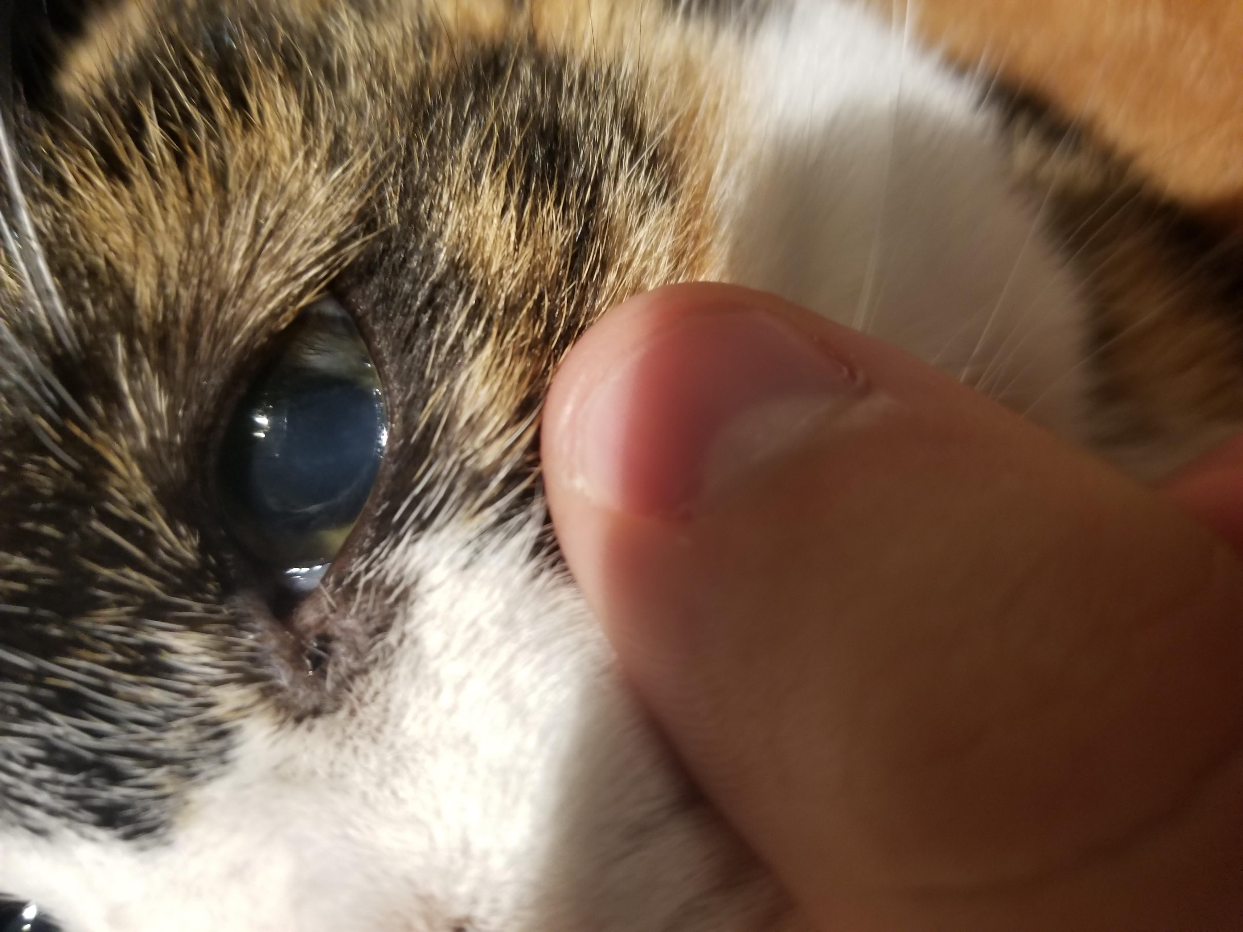 My cat has a cataract. Are there non-surgical treatments available? | Petco