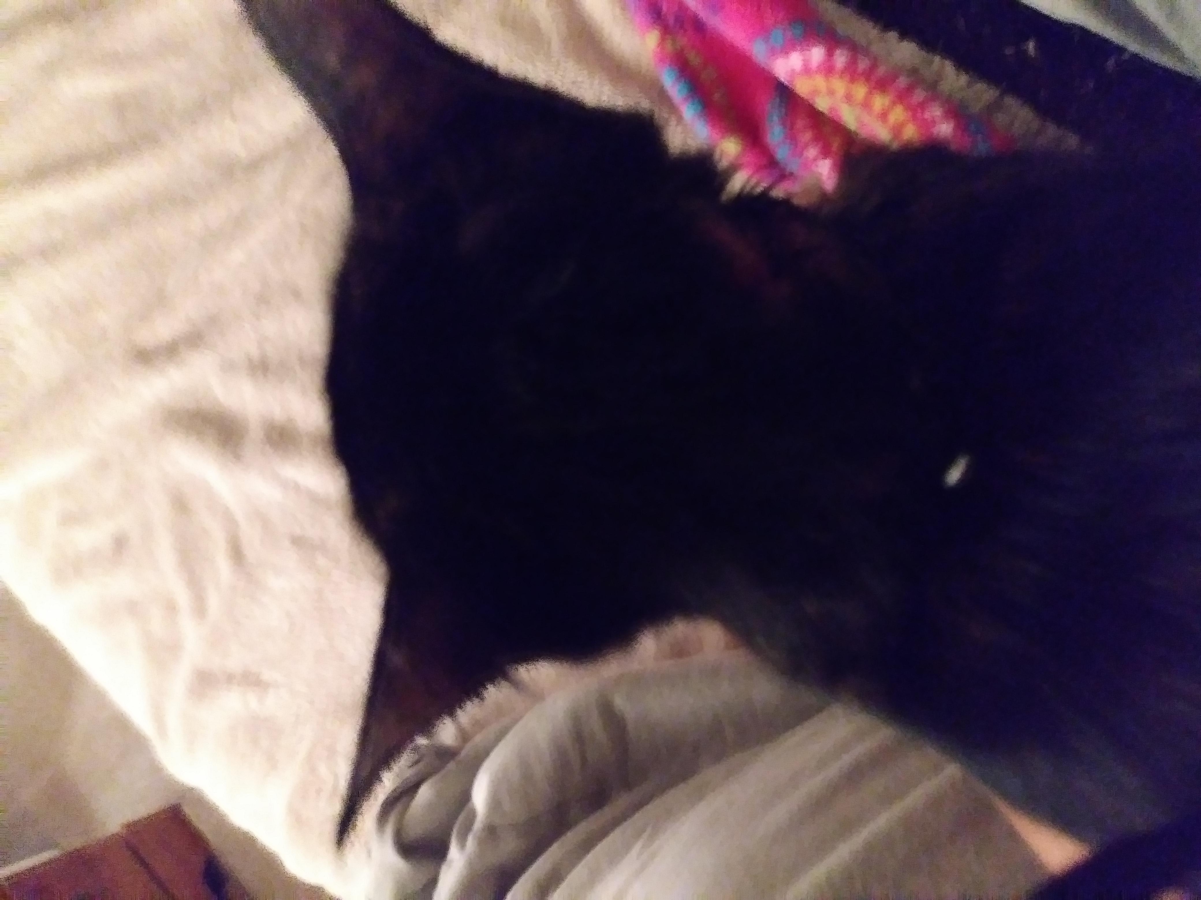 Why Does My Cat Have Open Sores on Her Neck and Head? | Petco