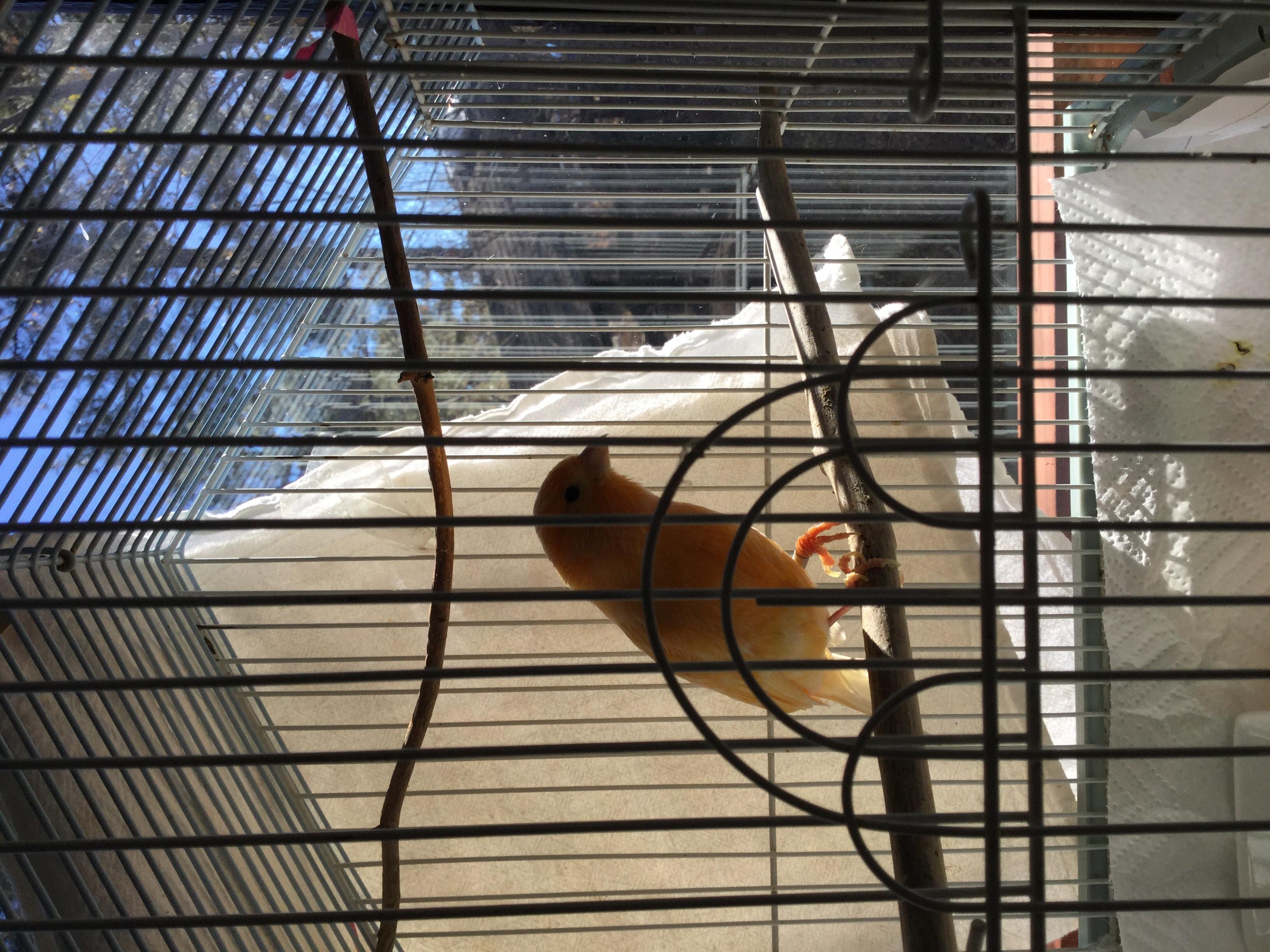 Canary's Leg Swollen from Band? Get Expert Care & Treatment Tips | Petco