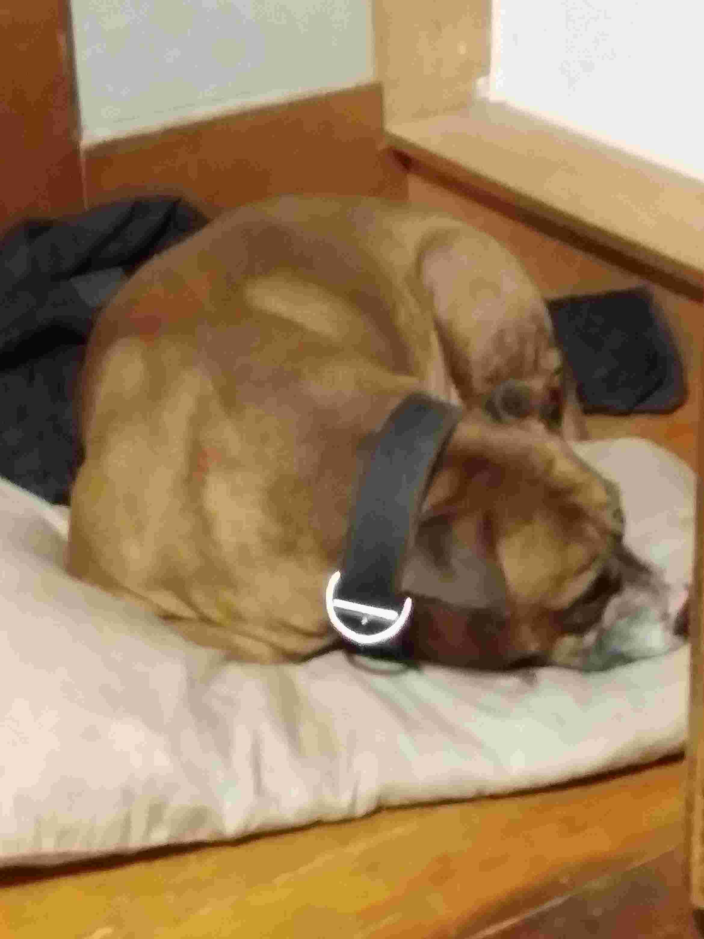 Help your dog with arthritis & relieve his joint stiffness? | Petco