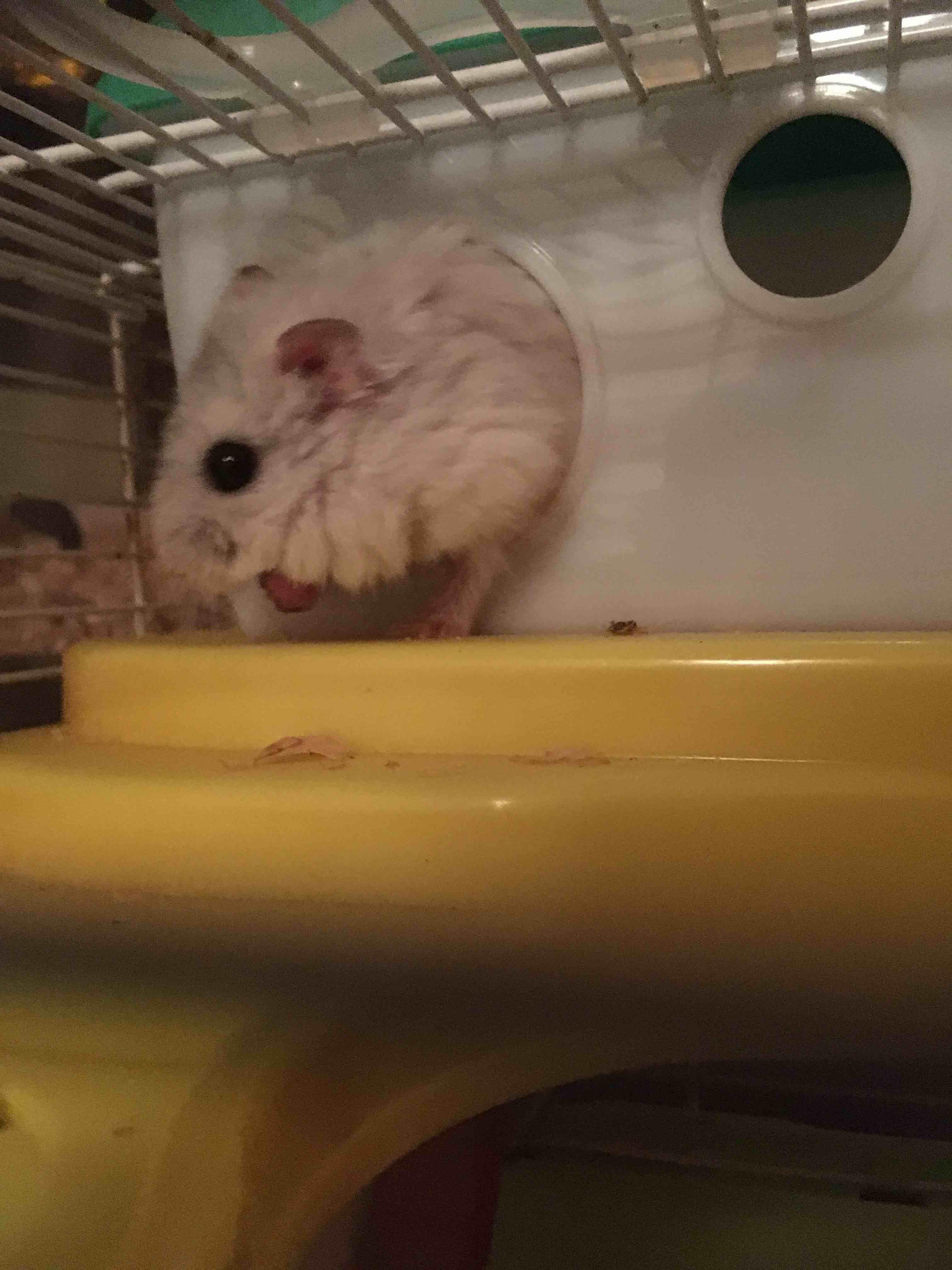 My Hamster Has a Lip Abscess: Causes & How to Treat It | Petco