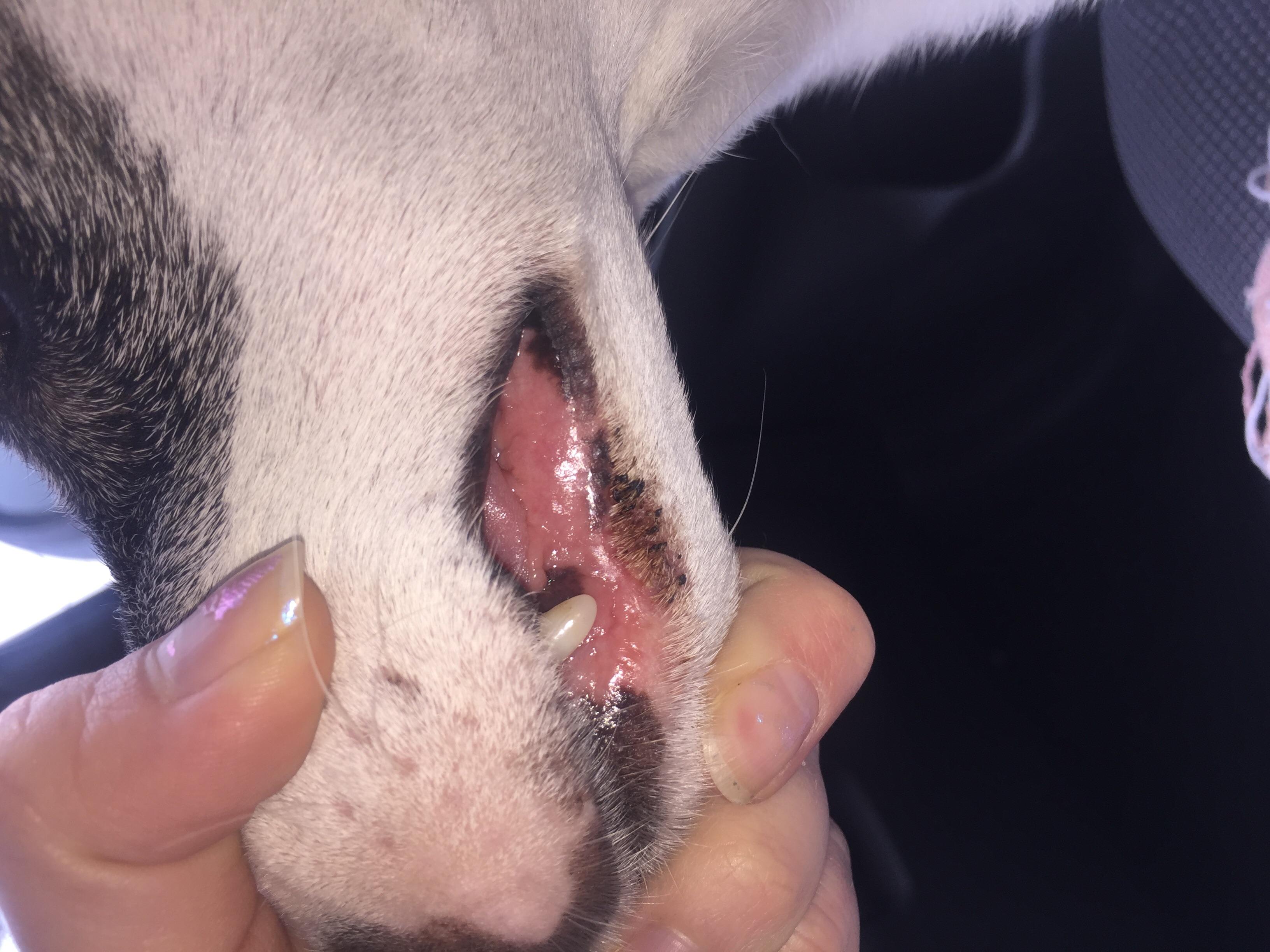 Dog Lip Scabs: What Causes Them & How to Safely Treat Them | Petco