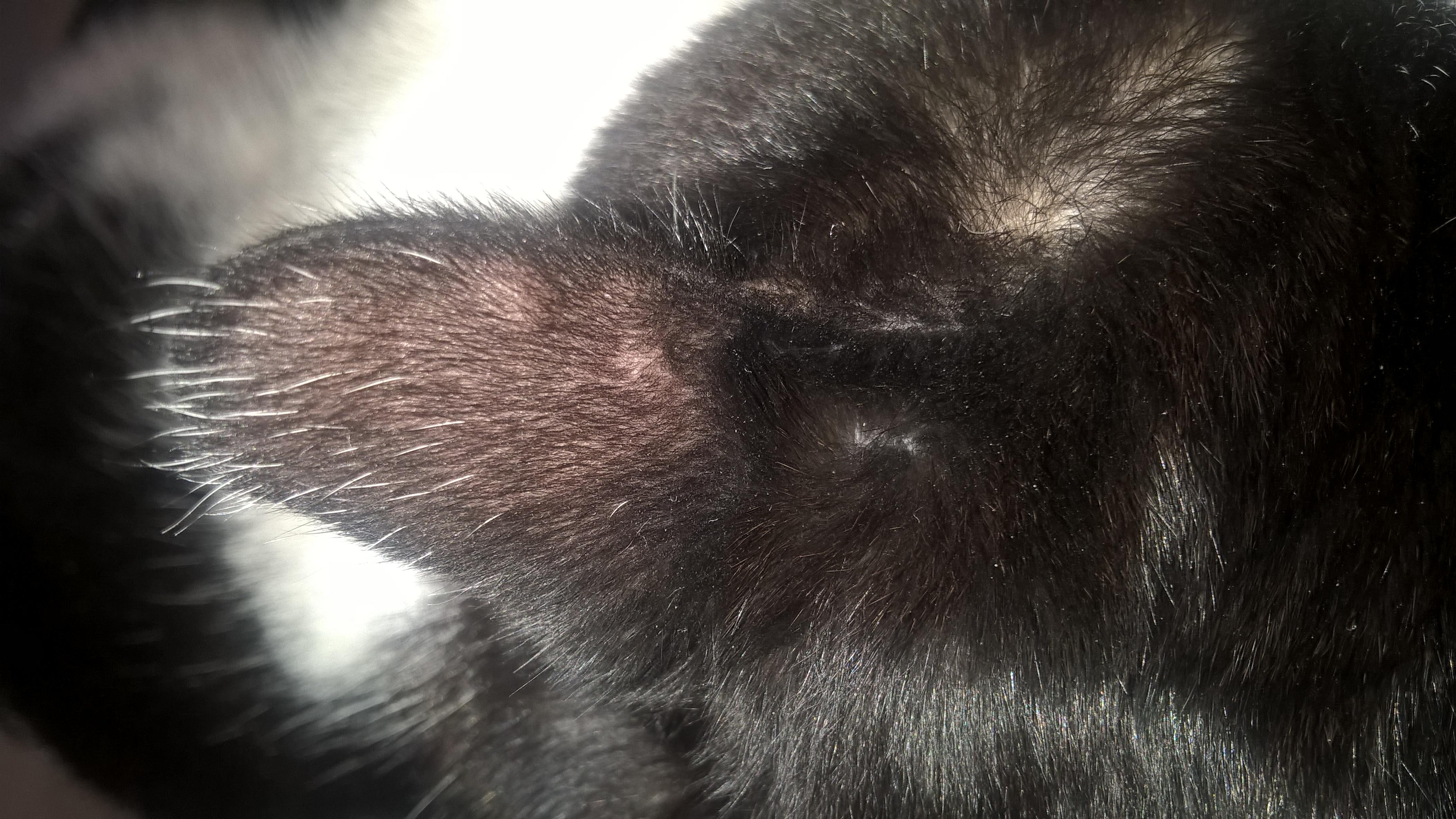 Why Your Outdoor Cat Has Ear Scratching, Bumps, & Redness | Petco