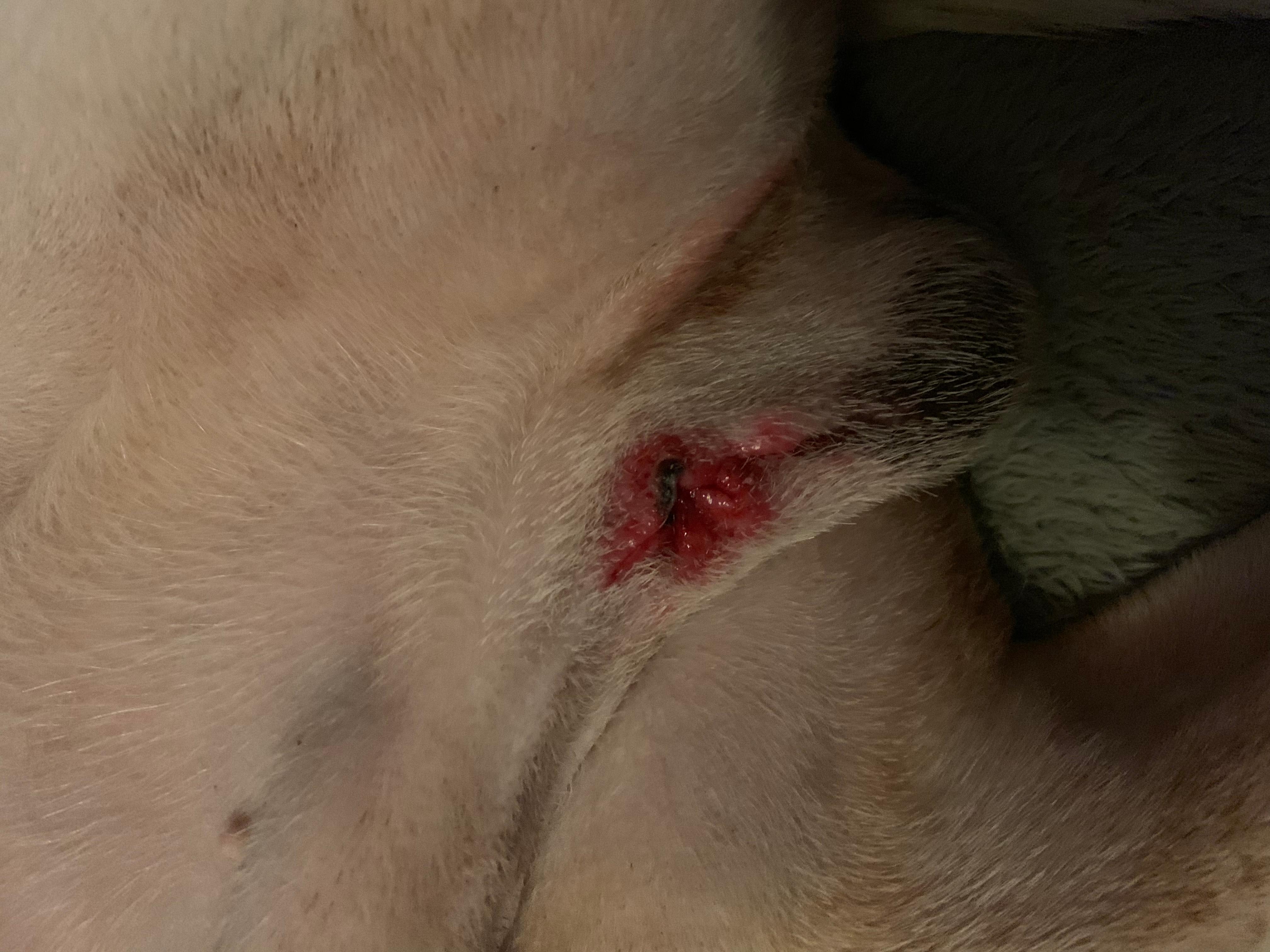 Dog's neuter incision open & bleeding after licking? Emergency? | Petco