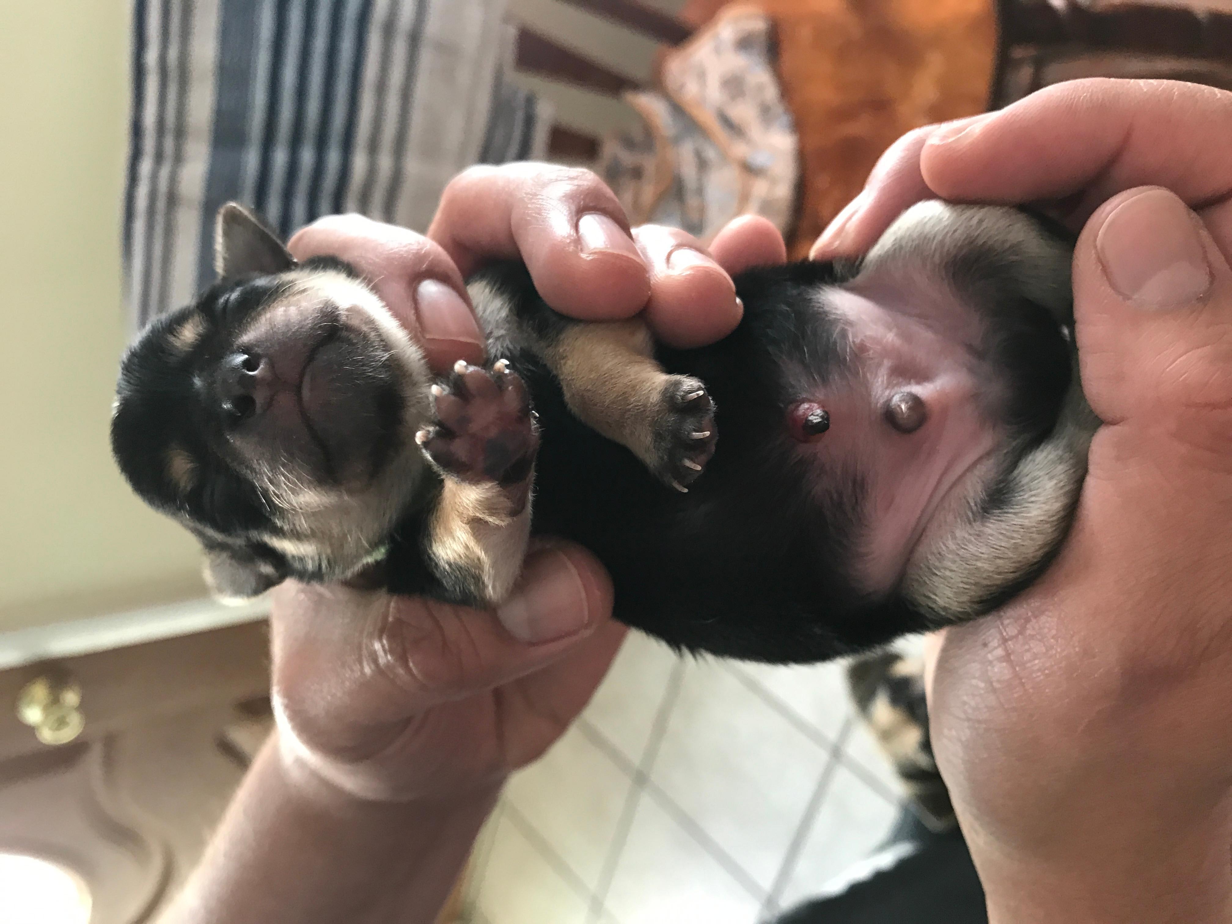 Puppy Umbilical Cord Not Falling Off: Is It Normal? What To Do? | Petco