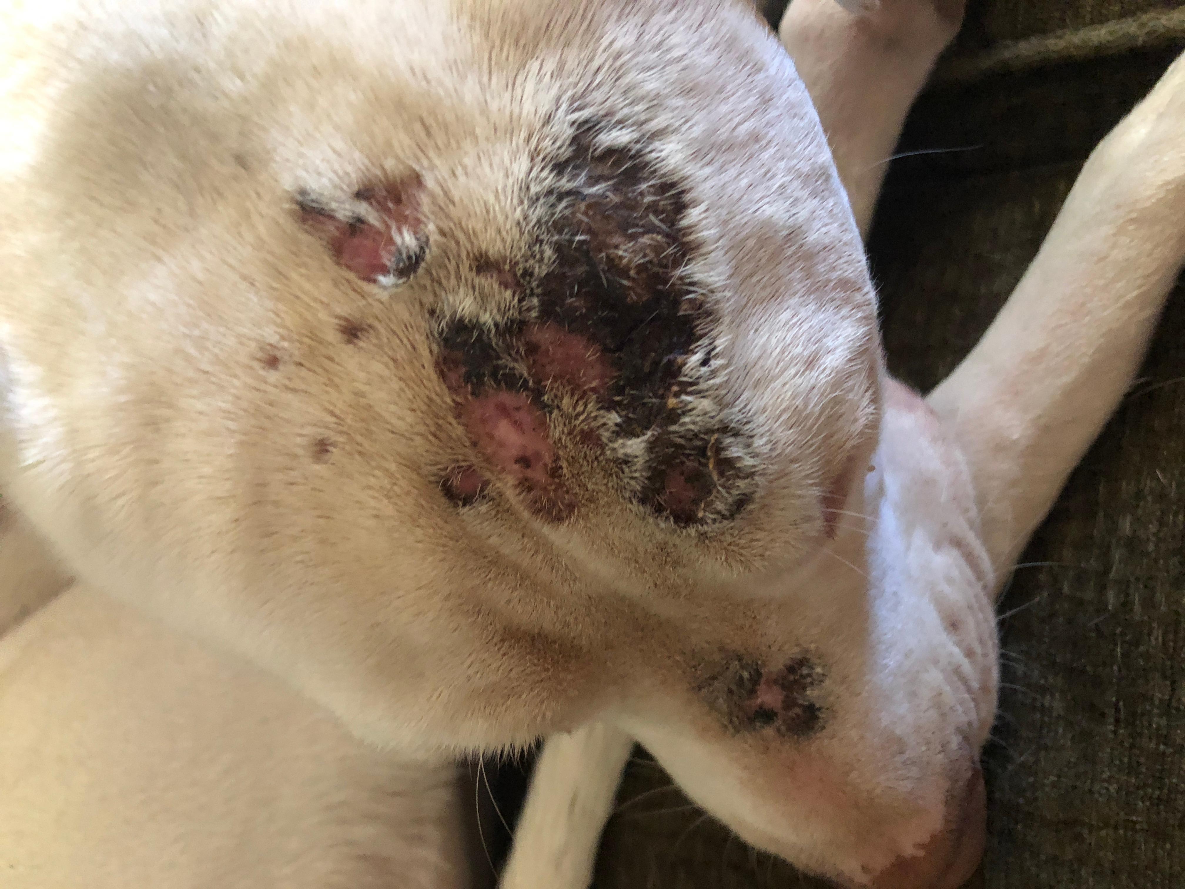 Why won't my dog's head scabs heal when he keeps scratching? | Petco