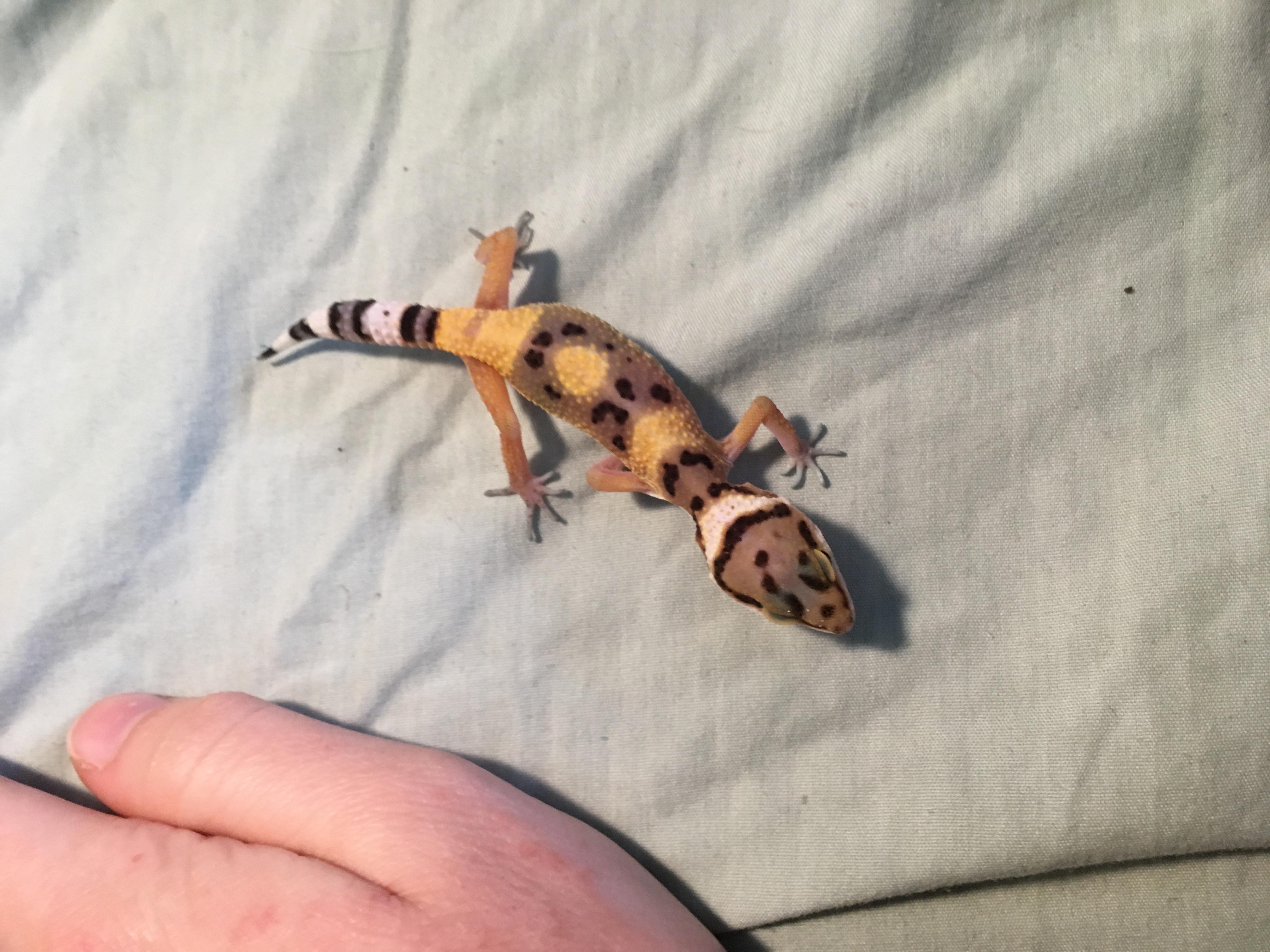 My Leopard Gecko Ate Sand? Impaction & What to Do Next | Petco