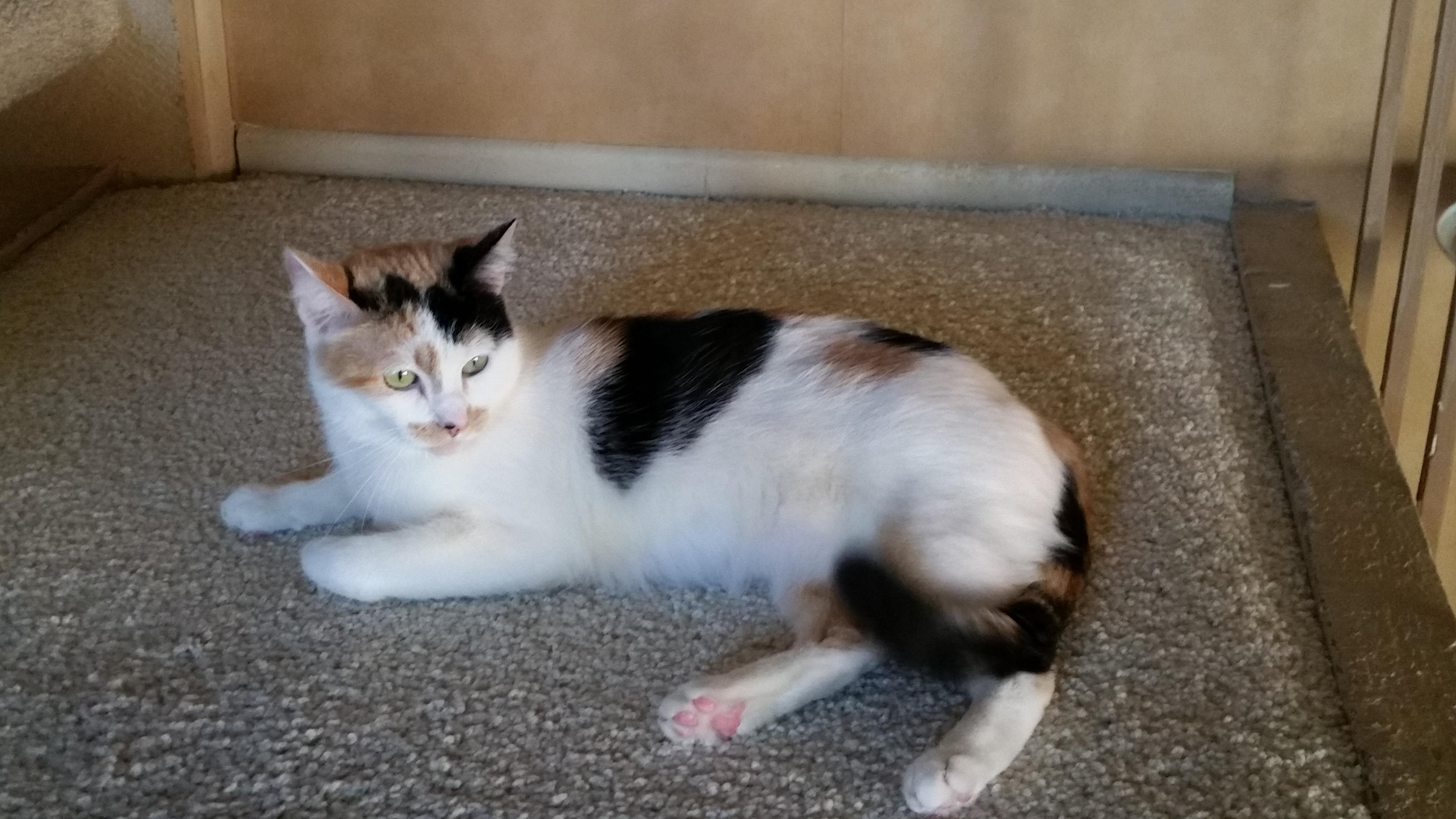 Missed FVRCP Booster for Your Cat? When to Get the Next One | Petco