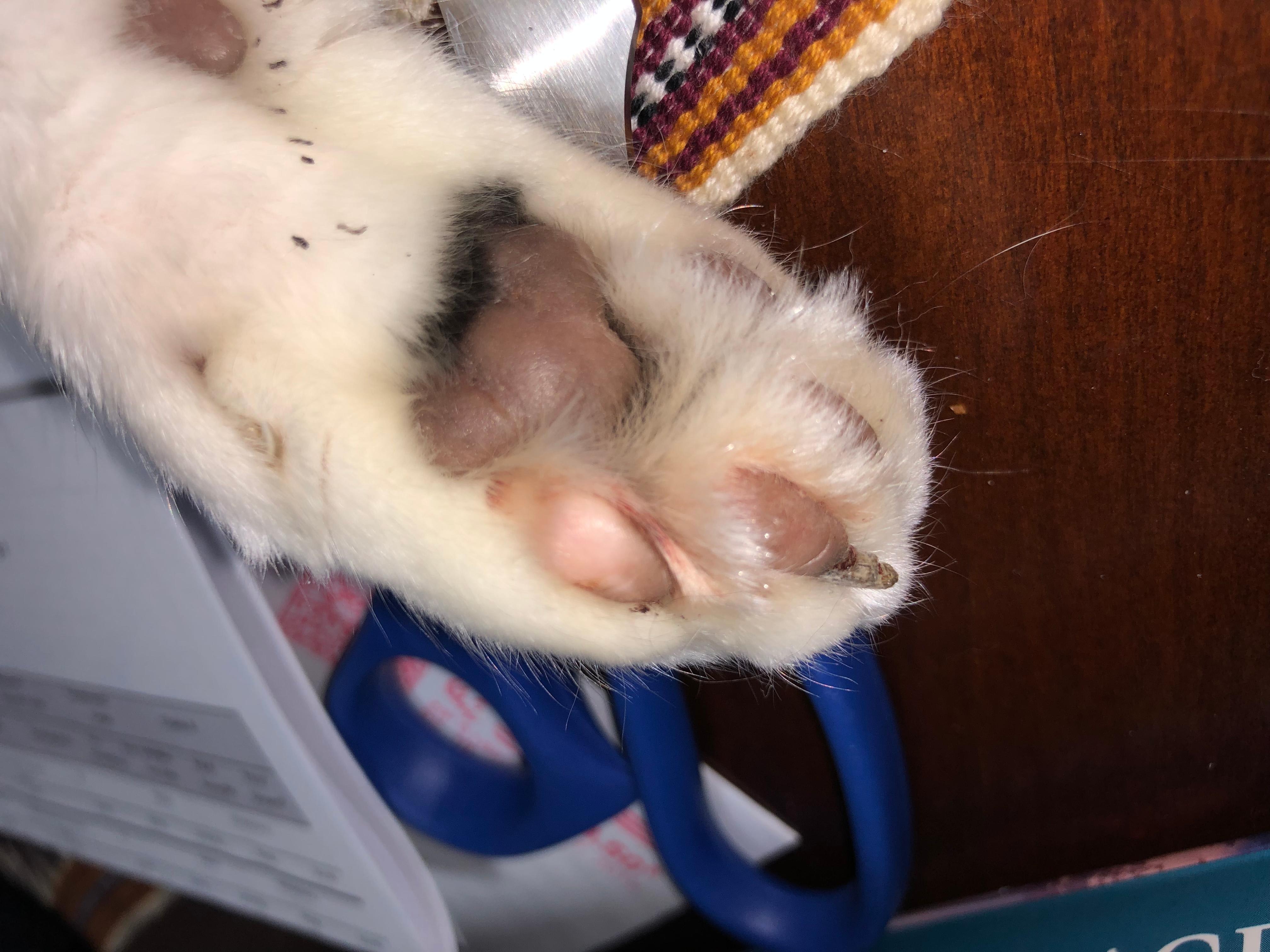 Why is my cat's paw bleeding? What should I do and when to worry? | Petco