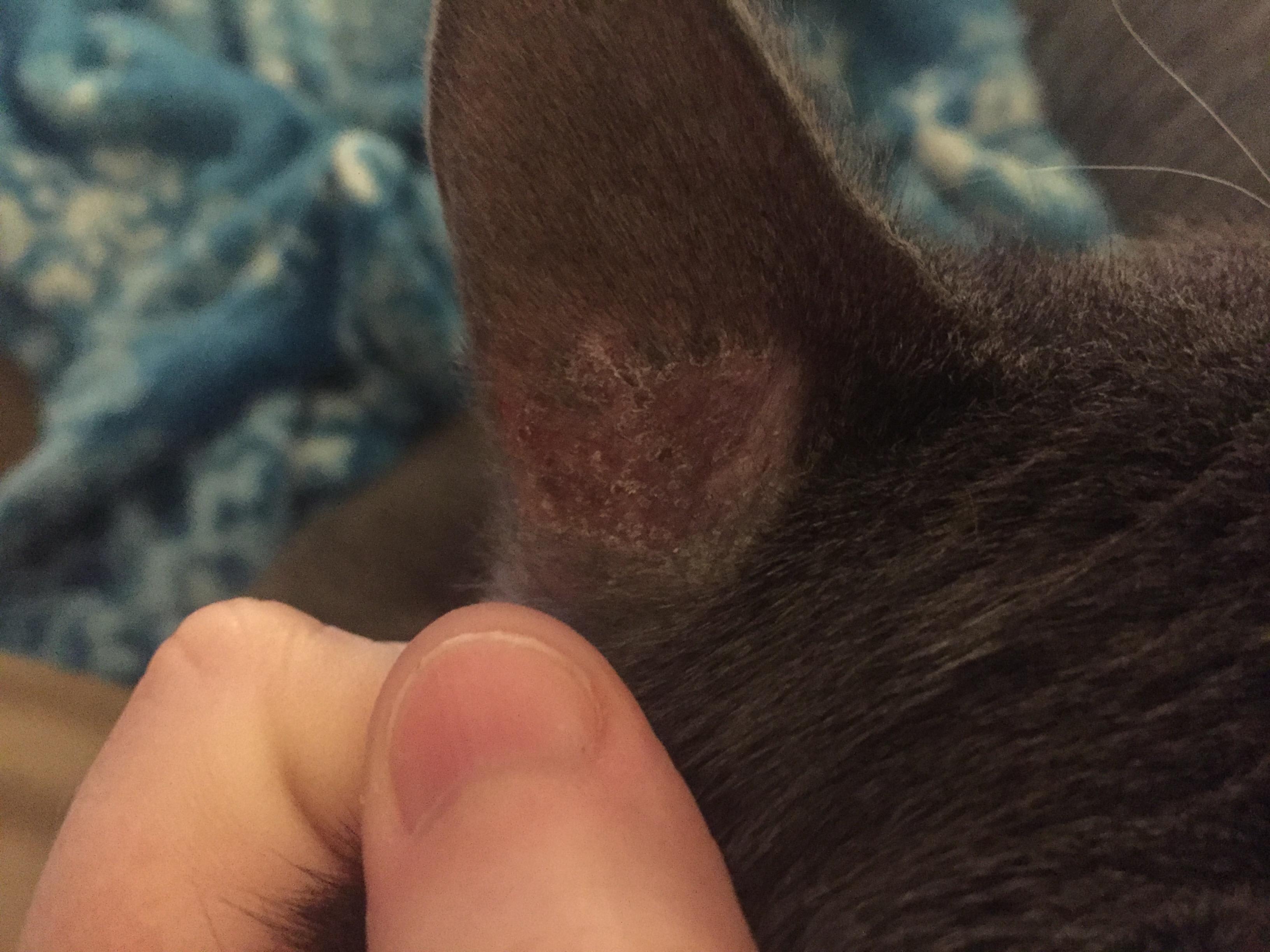 Why cats have recurring scabs, rashes, ear issues after boarding? | Petco