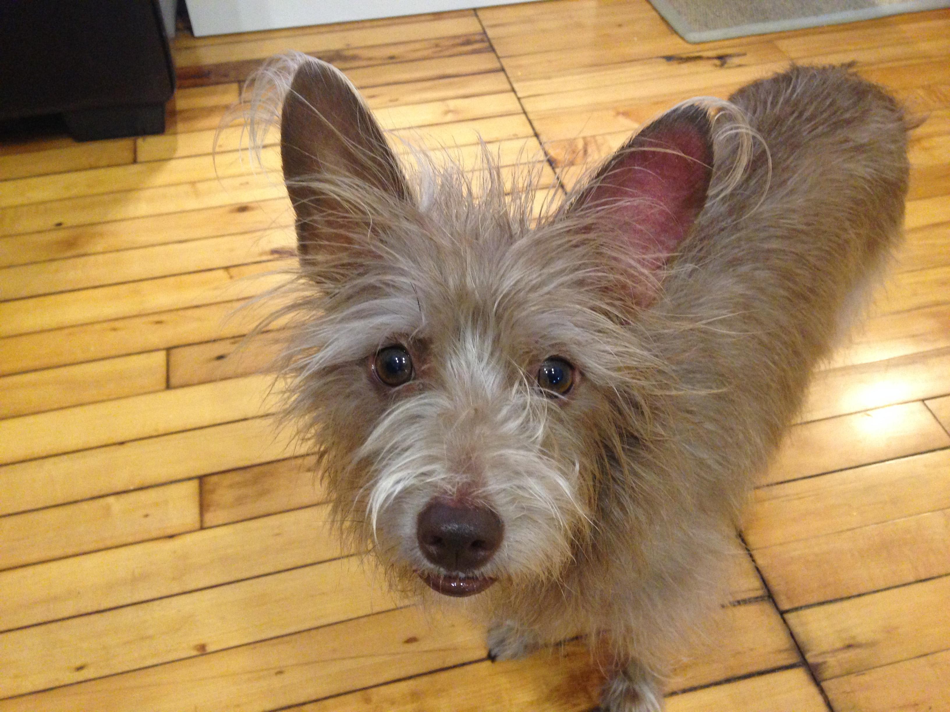 My Dog's Ear is Red, Scaly, Warm, Not Itchy. Is It Infected? | Petco