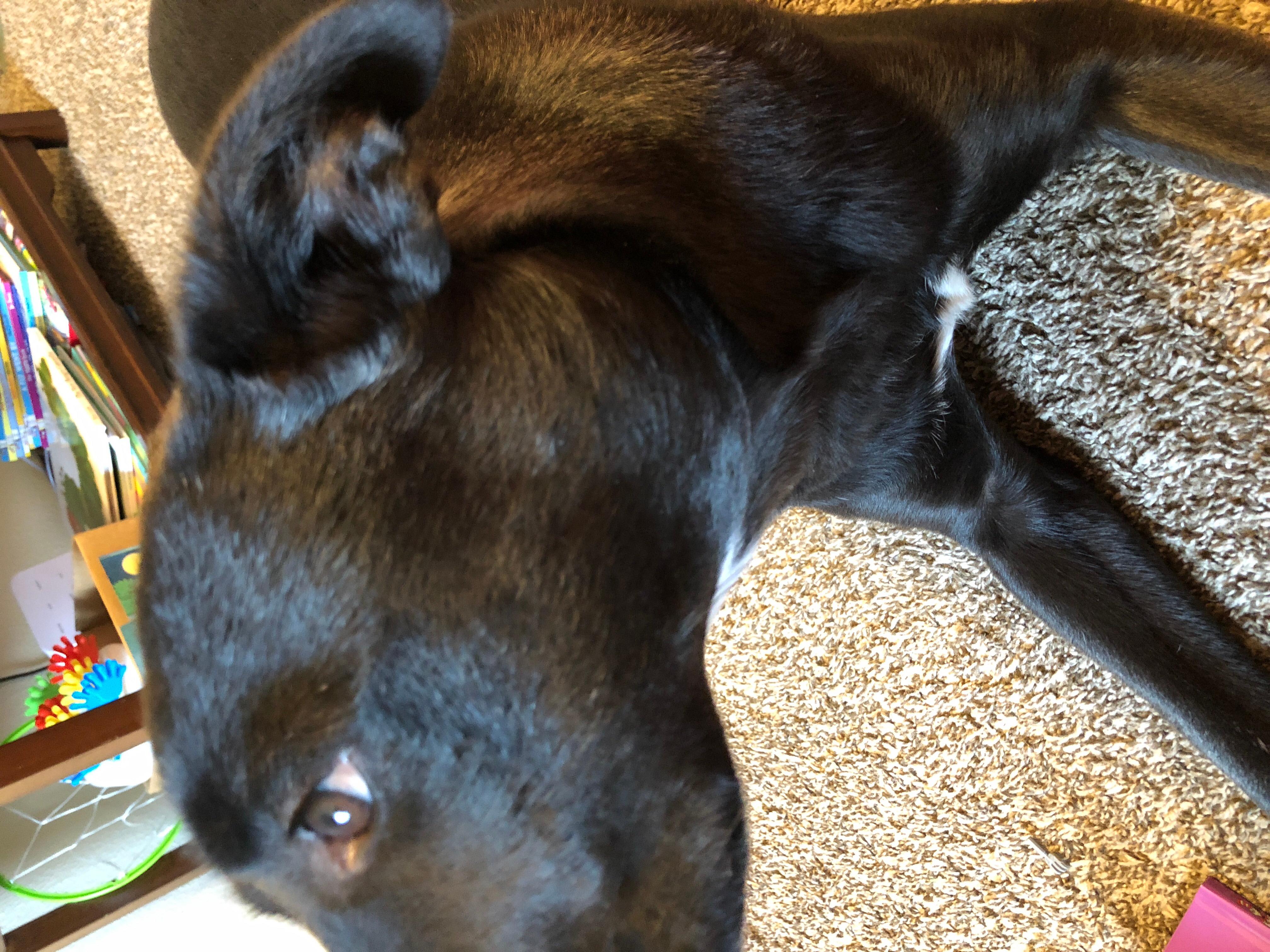 Why does my dog have a sudden lump on its jaw & swollen face? | Petco