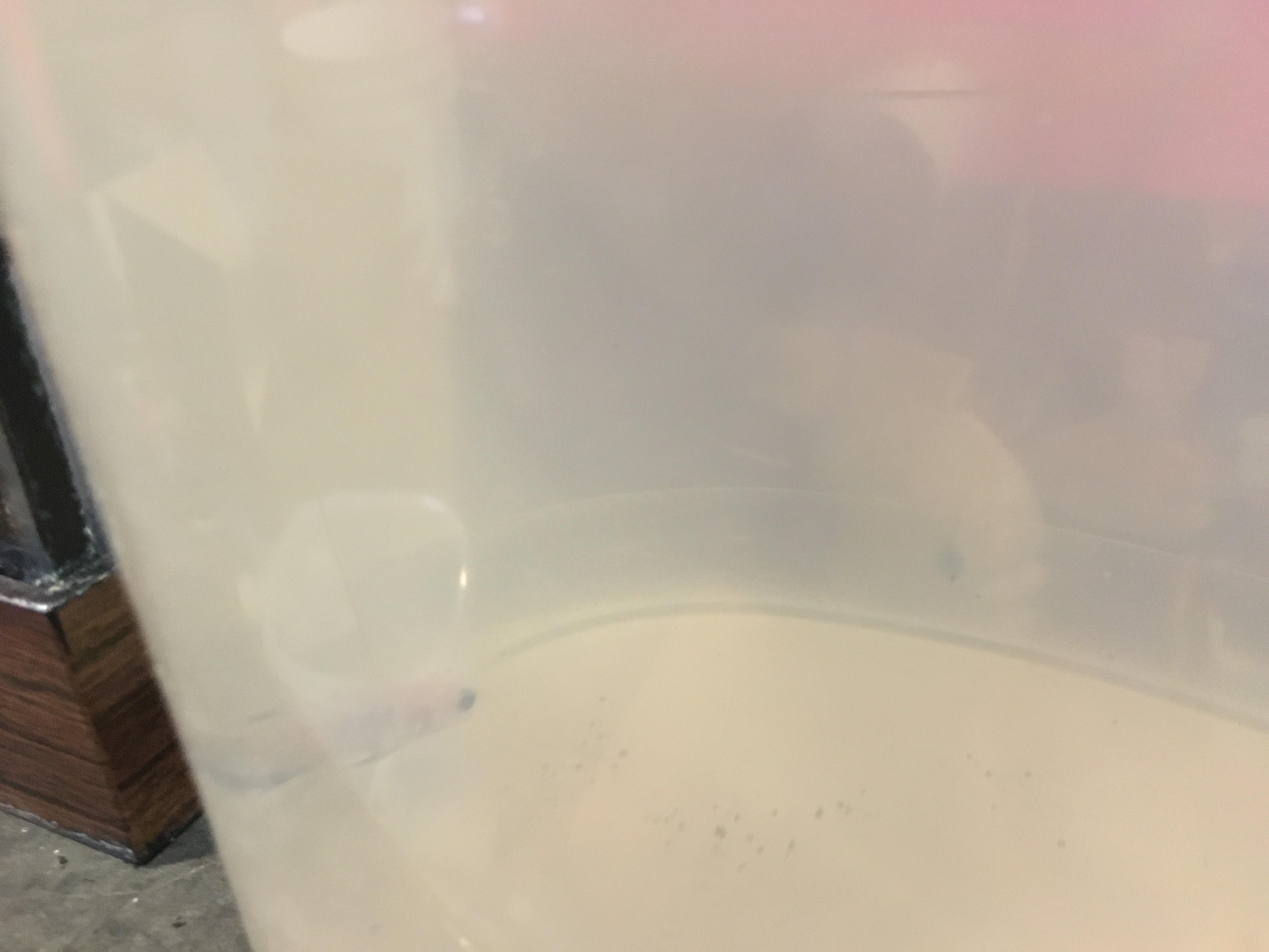 Why is my betta fish at bottom, inactive, with clamped fins? | Petco