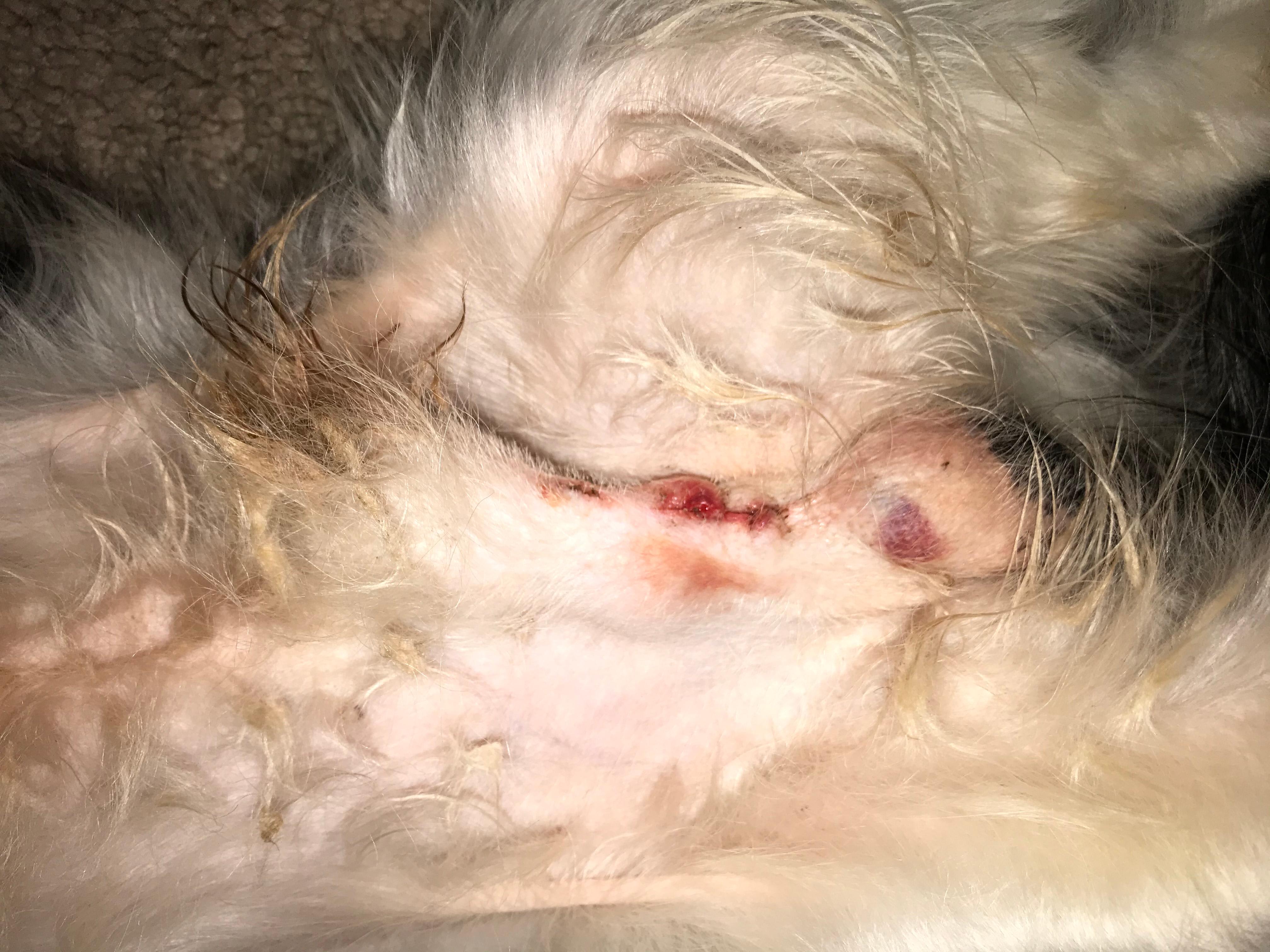 My dog's neuter incision is red after licking. Should I worry? | Petco